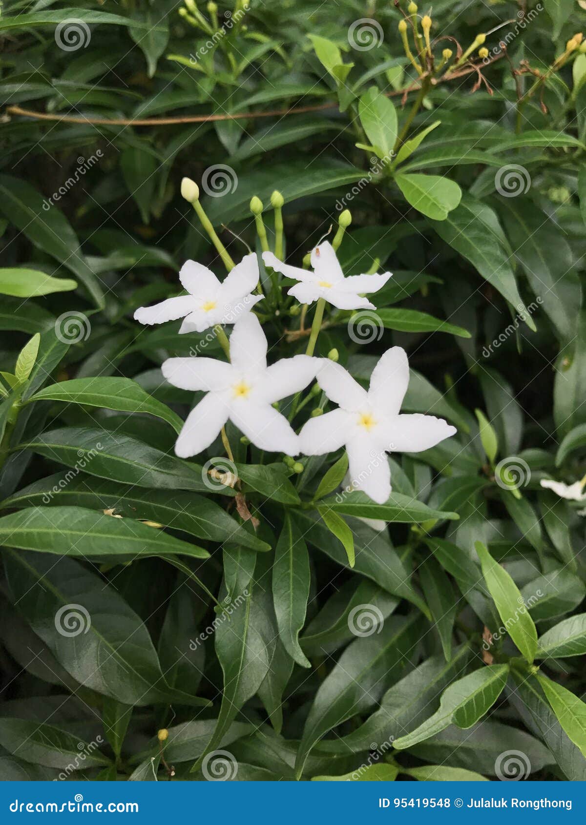 Pud Flower Stock Photos - Free & Royalty-Free Stock Photos from Dreamstime