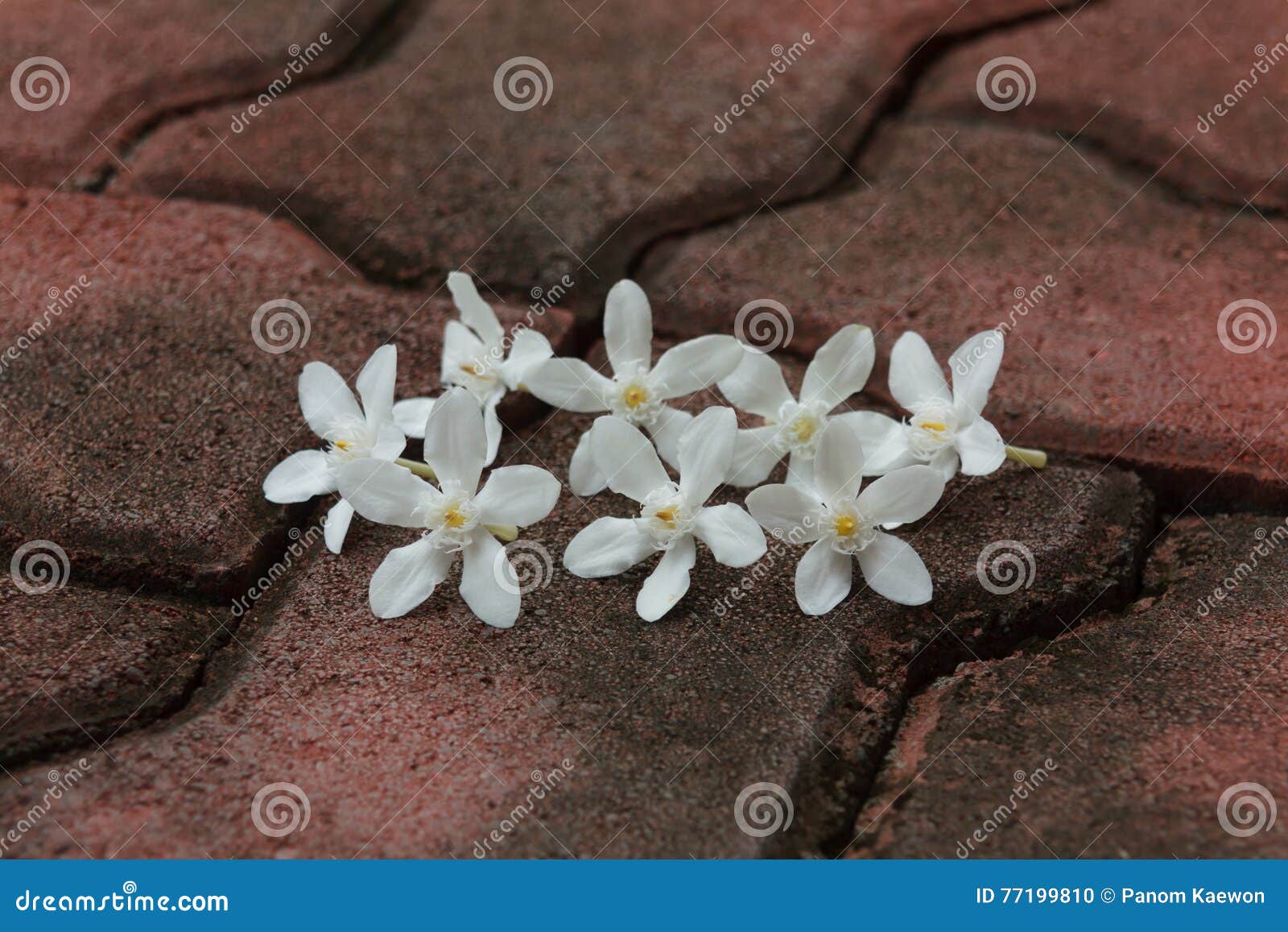 The PUD Pitchaya flower stock photo. Image of apocynaceae - 77199810