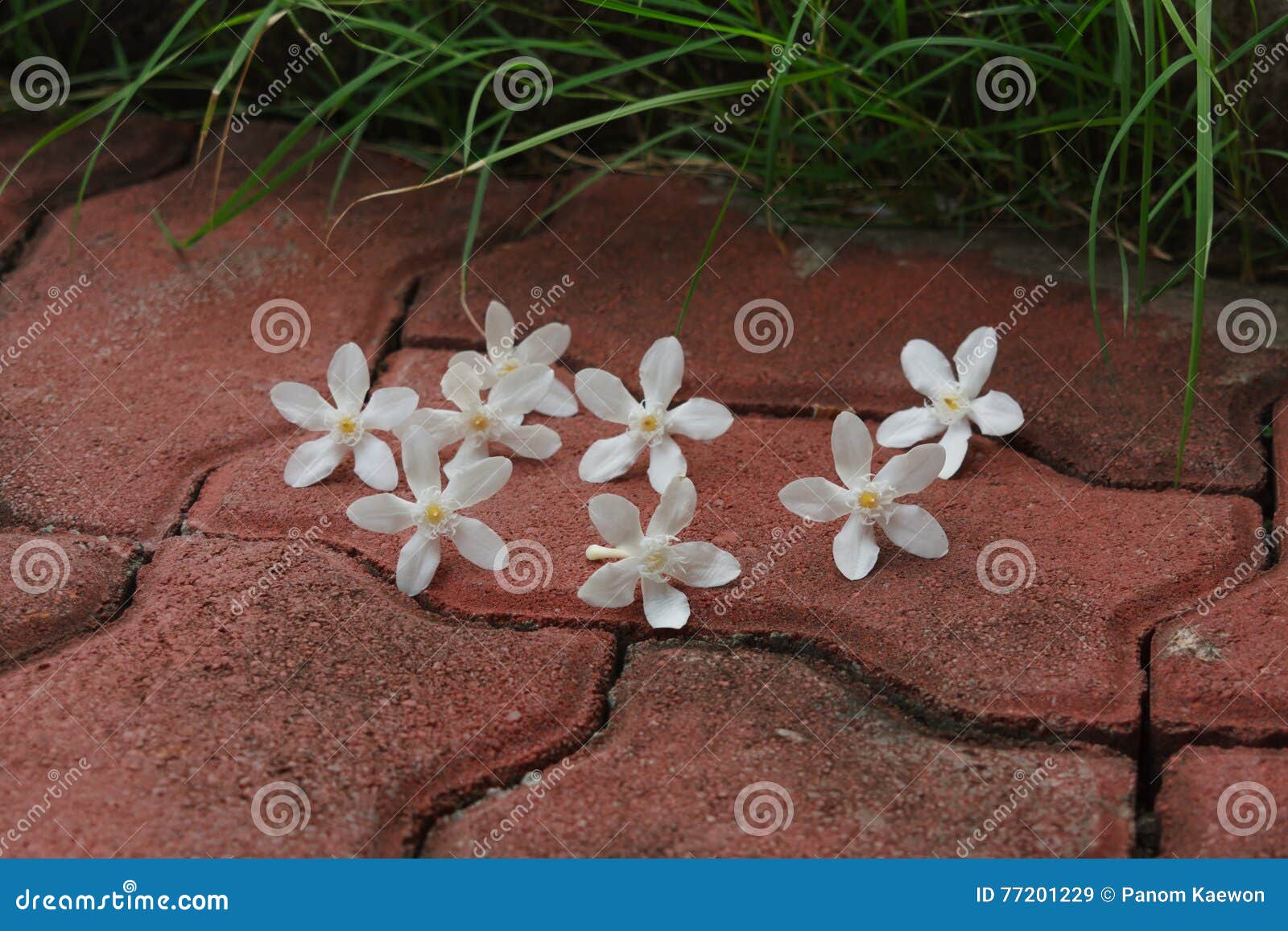 The PUD Pitchaya flower stock image. Image of wildflower - 77201229