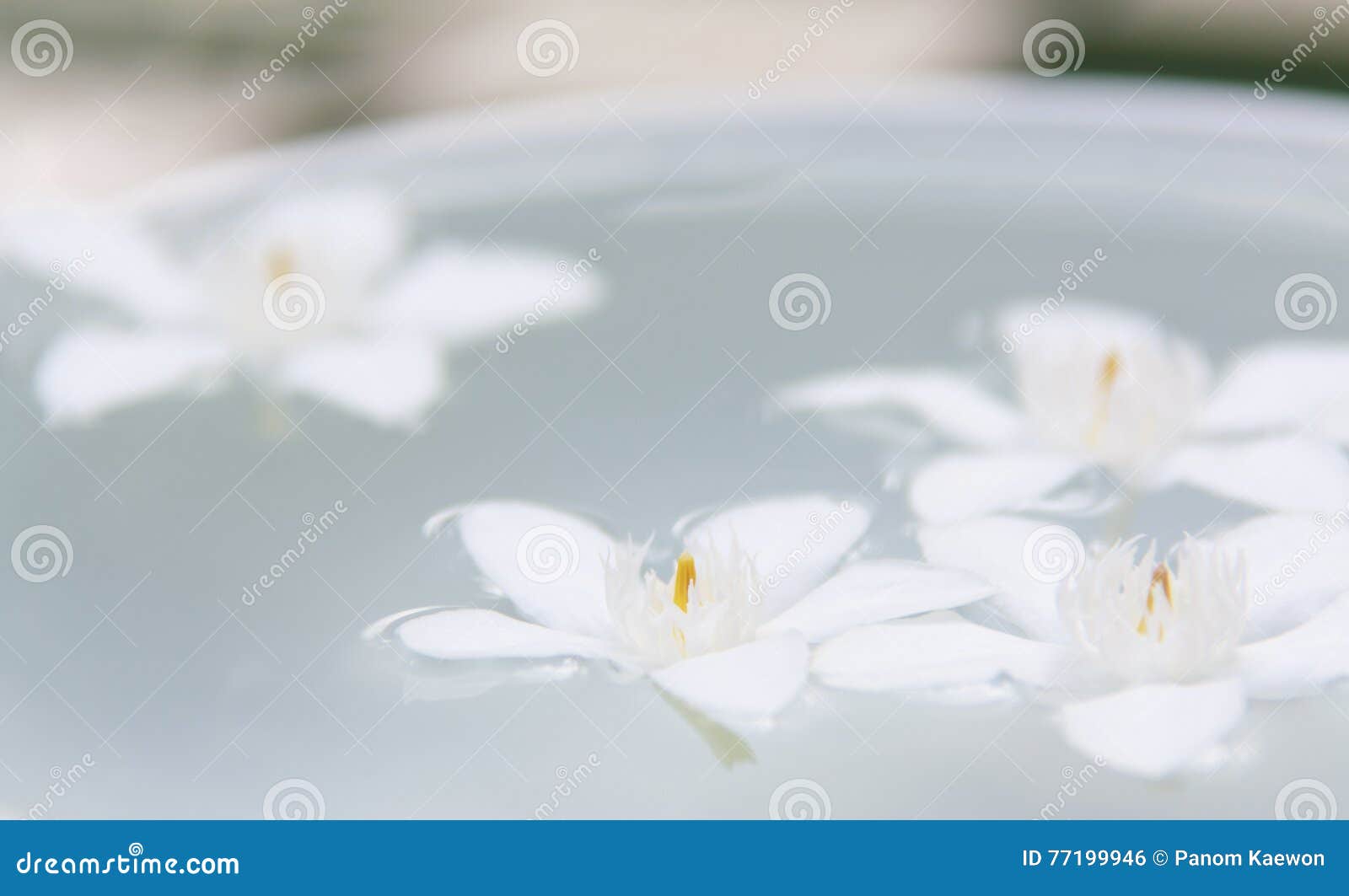The PUD Pitchaya flowers stock photo. Image of antidysenterica - 77199946