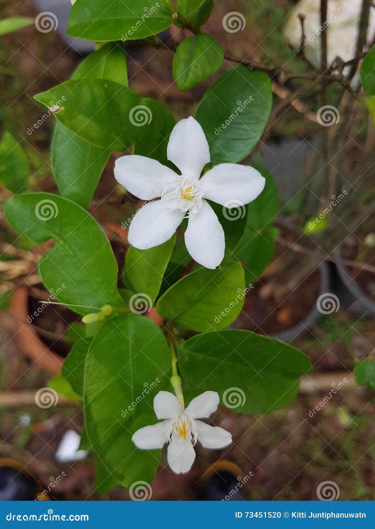 Pud stock photo. Image of pud2, nature, thai, flower - 73451520