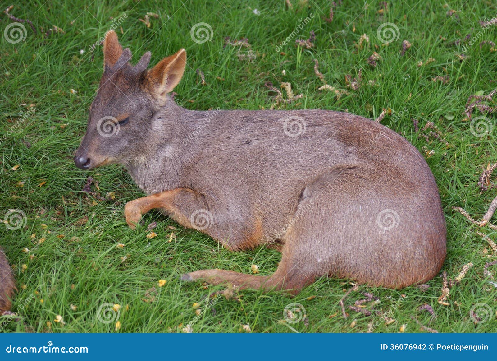 Puda Del Chileno Pudu - De Pudu Foto de archivo - Imagen de dominio ...