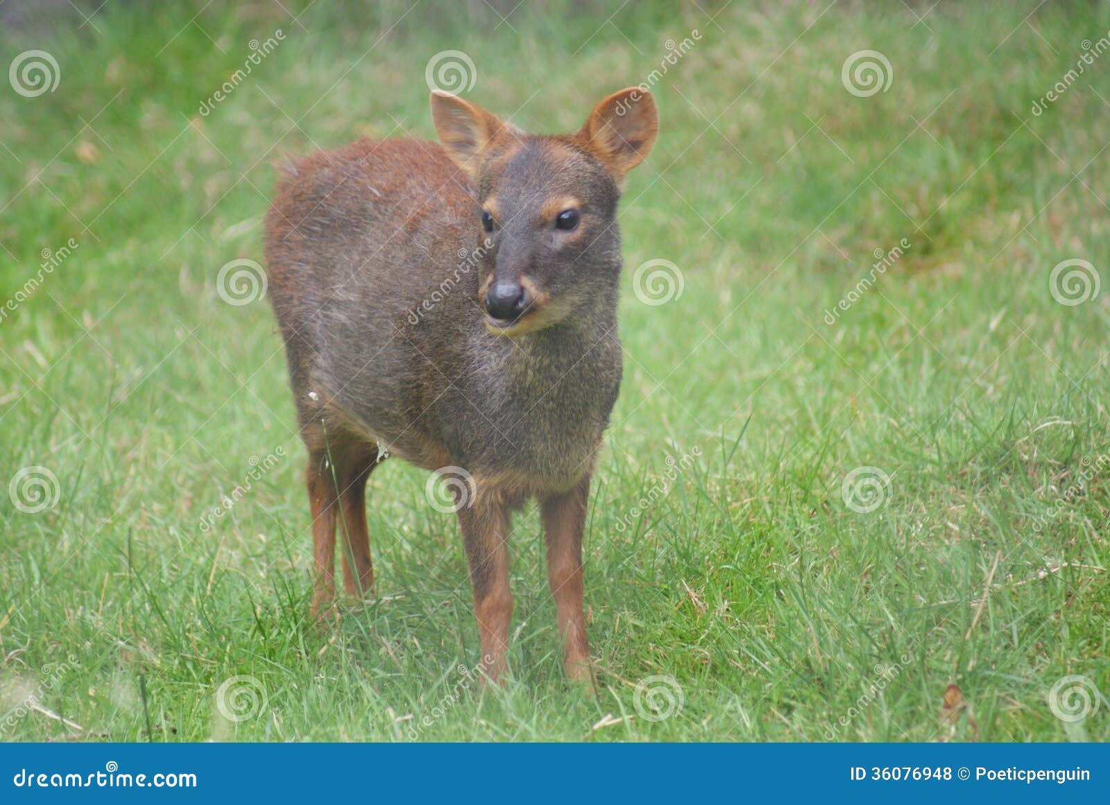 Puda Del Chileno Pudu - De Pudu Foto de archivo - Imagen de orden ...