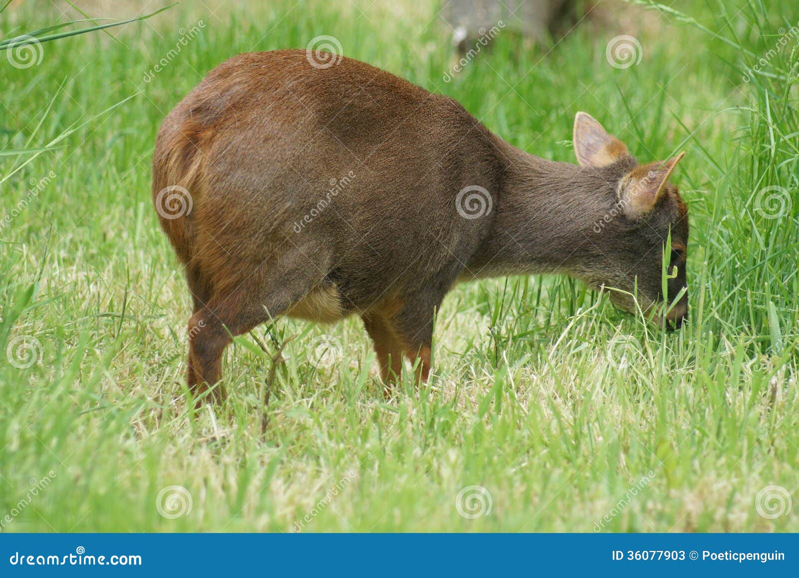 Puda Do Sul De Pudu - De Pudu Imagem de Stock - Imagem de grama, cervos ...