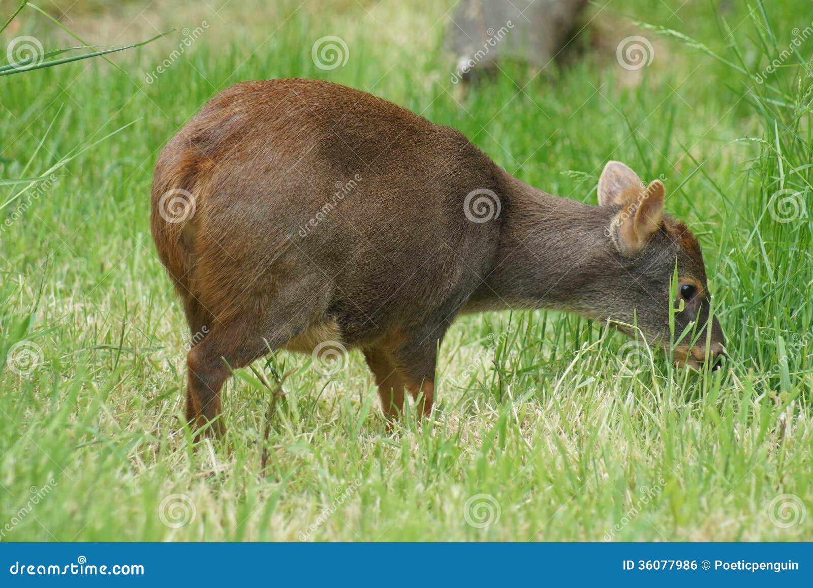 Puda Do Sul De Pudu - De Pudu Foto de Stock - Imagem de vida, américa ...