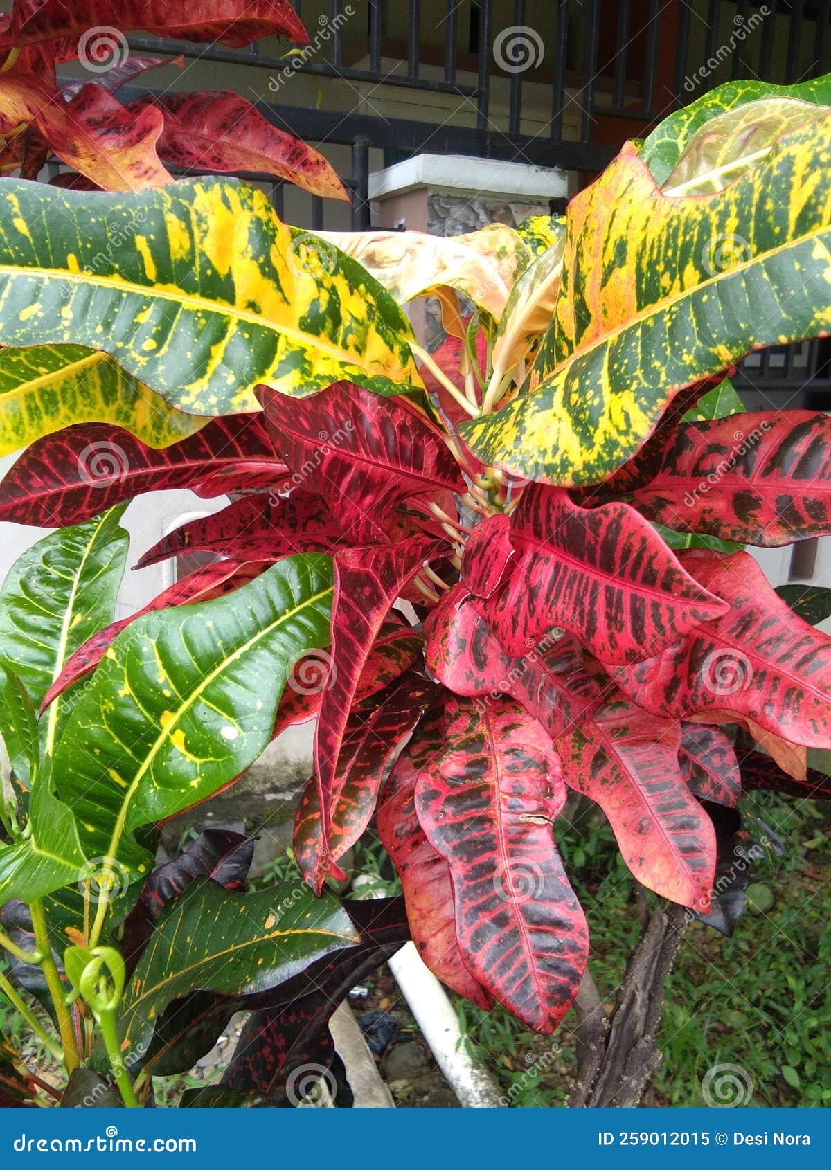 Pudding Ornamental Plants with Bright Colors Stock Image - Image of ...