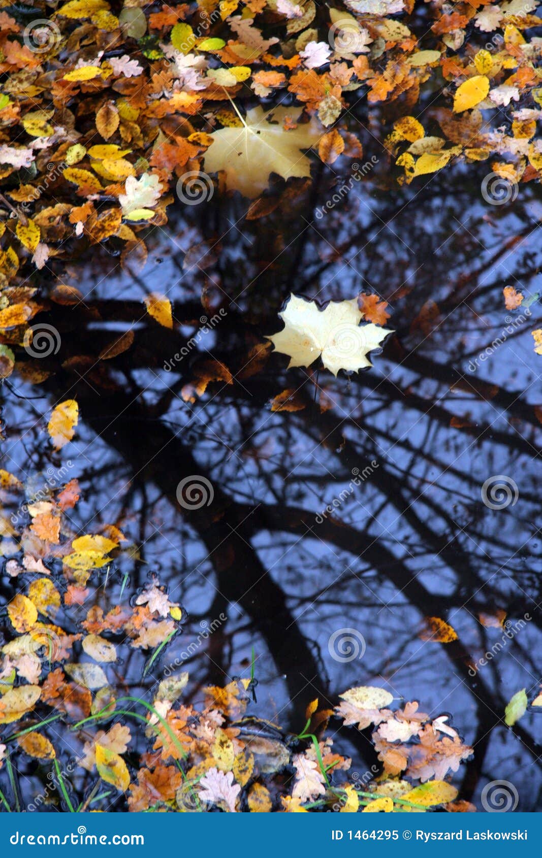 2,719 November Puddle Stock Photos - Free & Royalty-Free Stock Photos ...