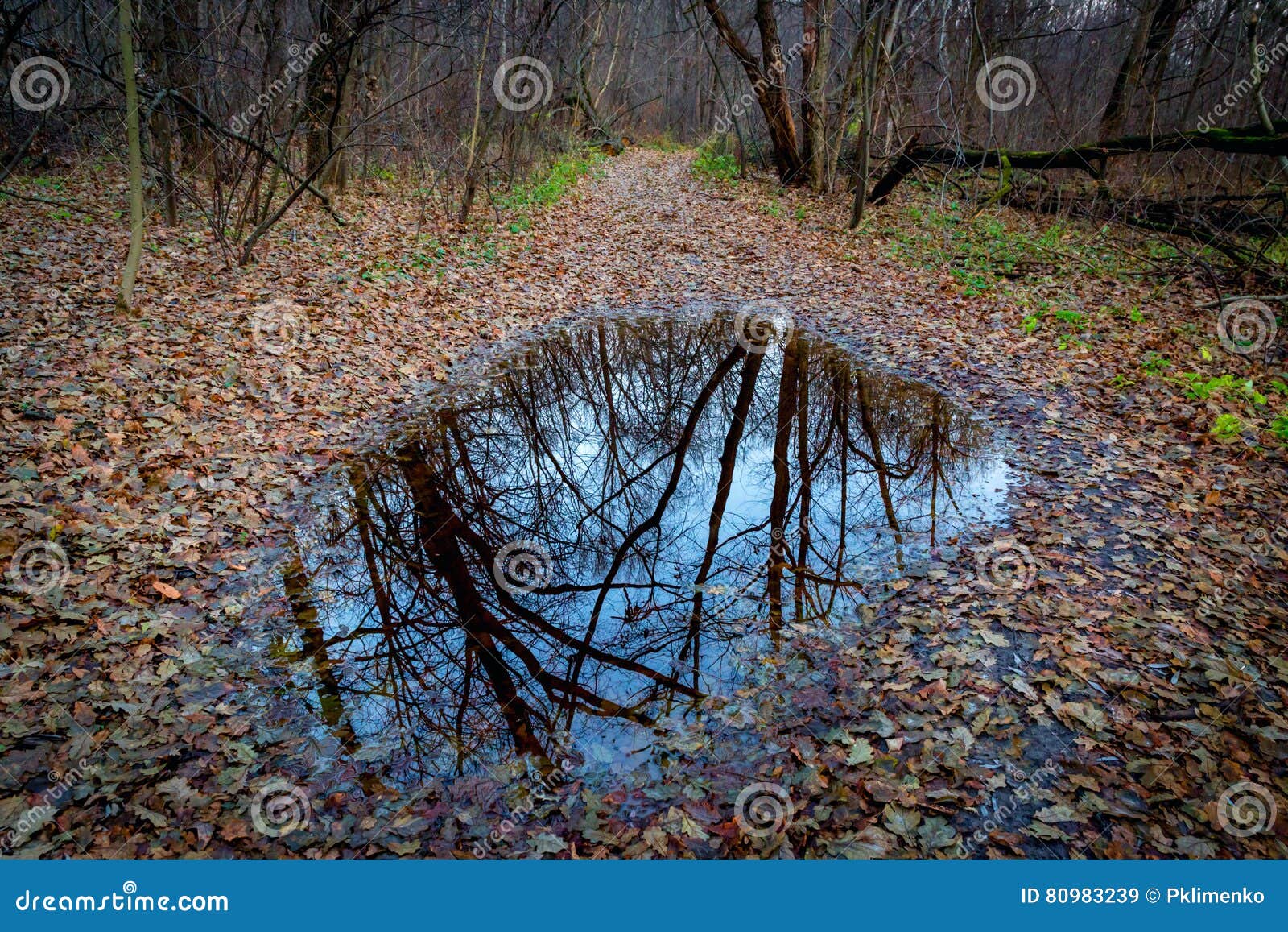 Puddle in autumn forest stock image. Image of foliage - 80983239