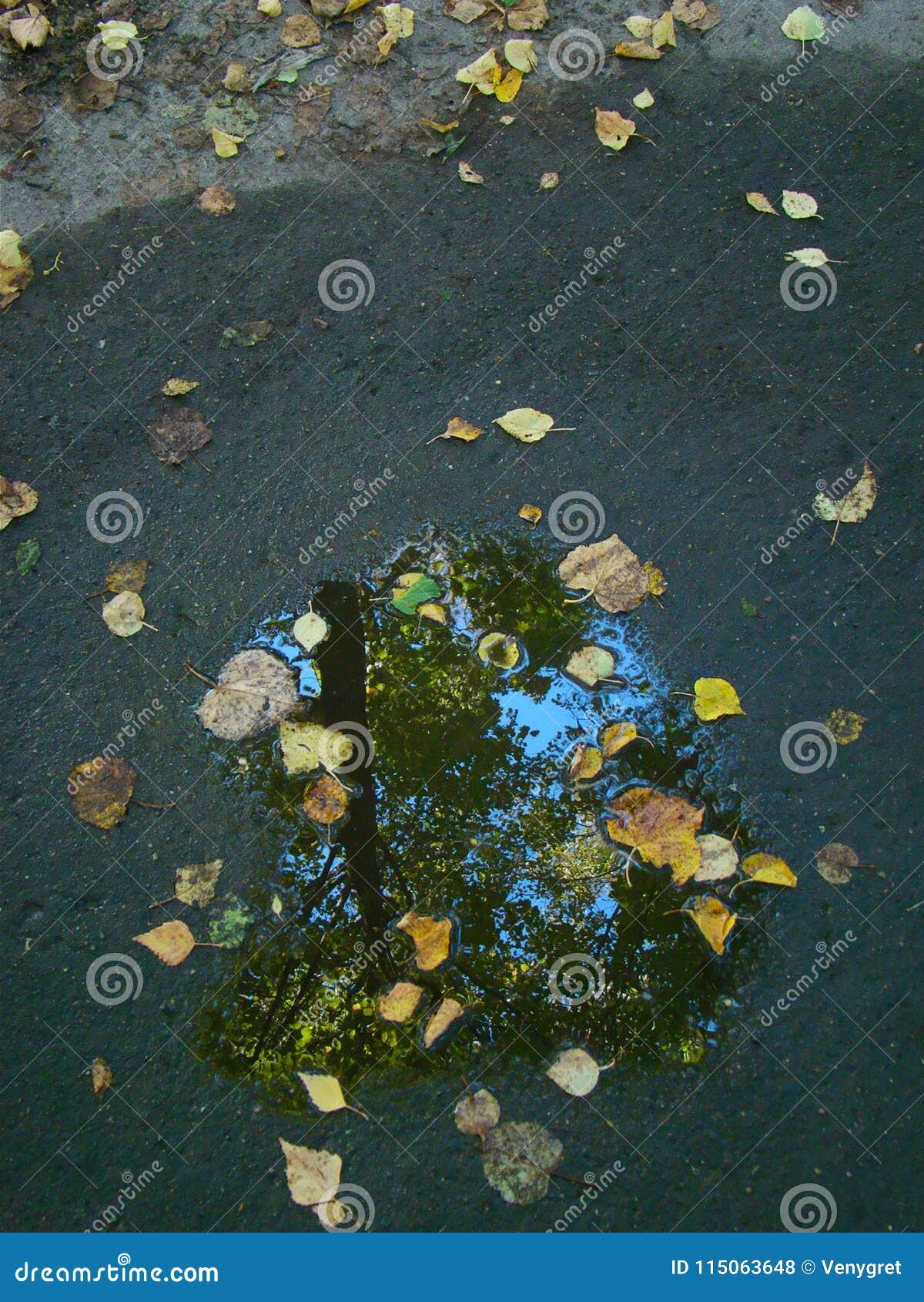Puddle in autumn park stock photo. Image of road, stone - 115063648