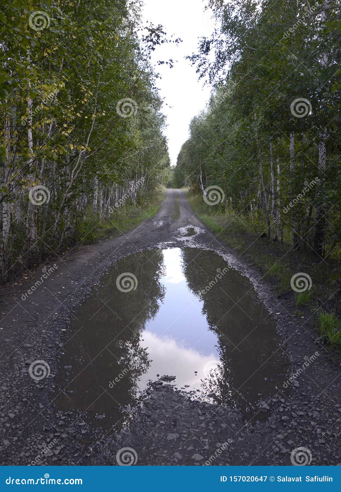 A Puddle in a Birch Forest. Stock Image - Image of forestlocated ...
