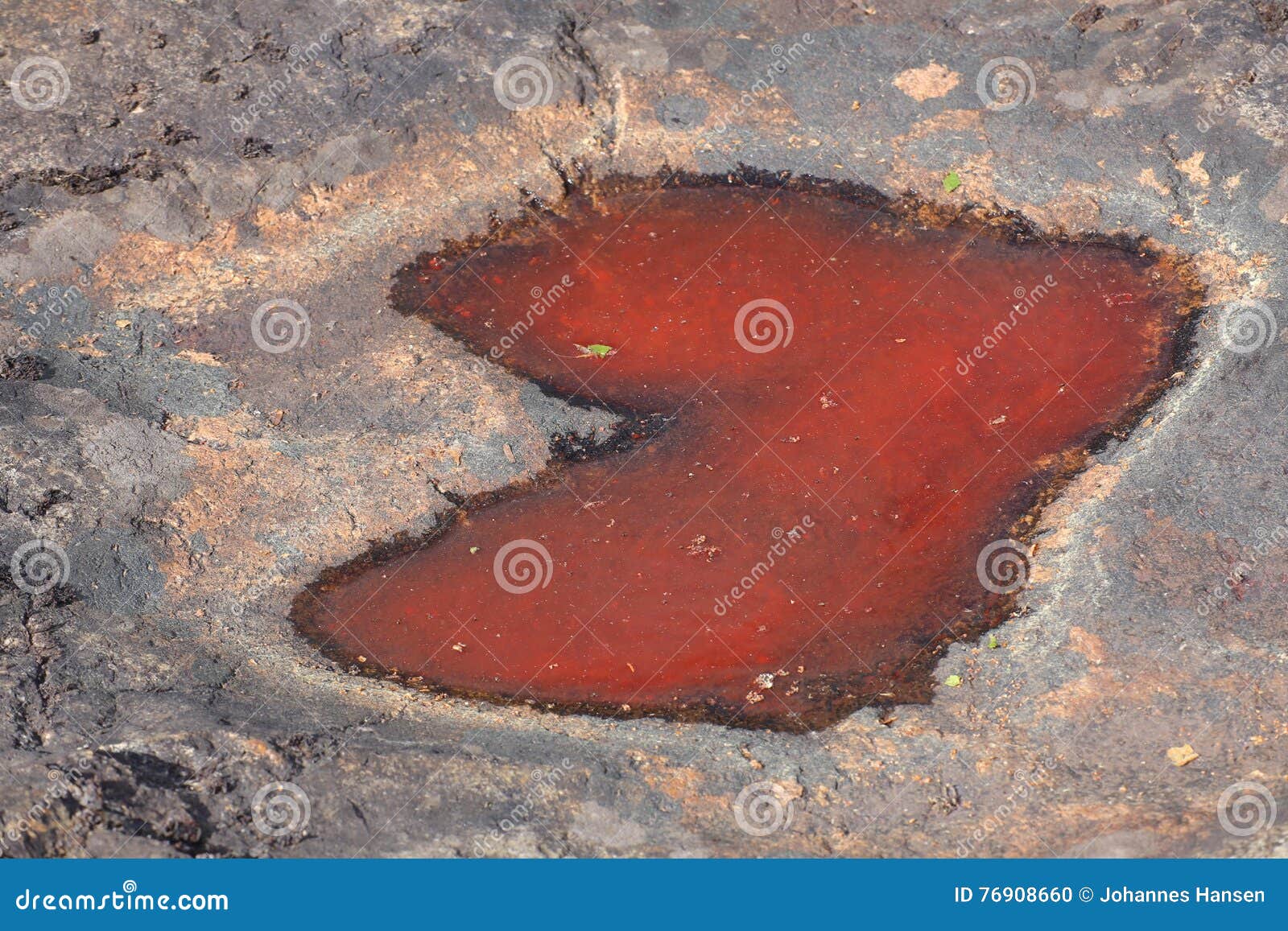 Puddle with a Bright Red Color Caused by Algae Stock Photo - Image of ...