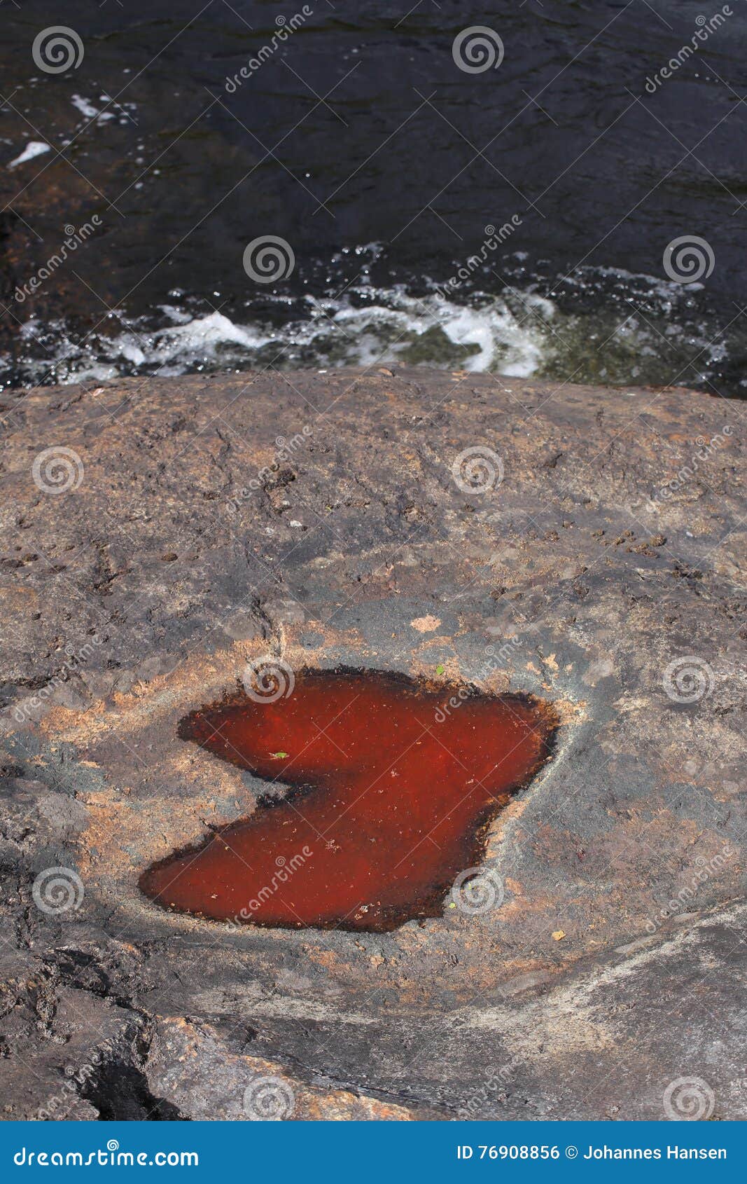 Puddle with a Bright Red Color Caused by Algae Stock Photo - Image of ...