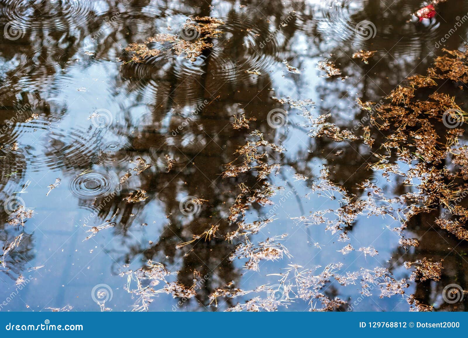 Reflection in a puddle. stock photo. Image of brown - 129768812