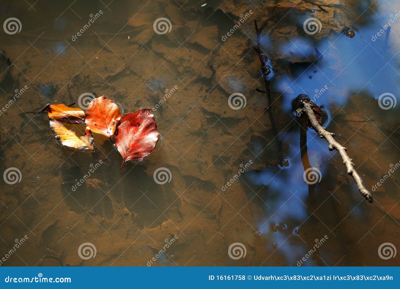 Puddle and Colorful Leafs,autumn Stock Photo - Image of burst, cool ...