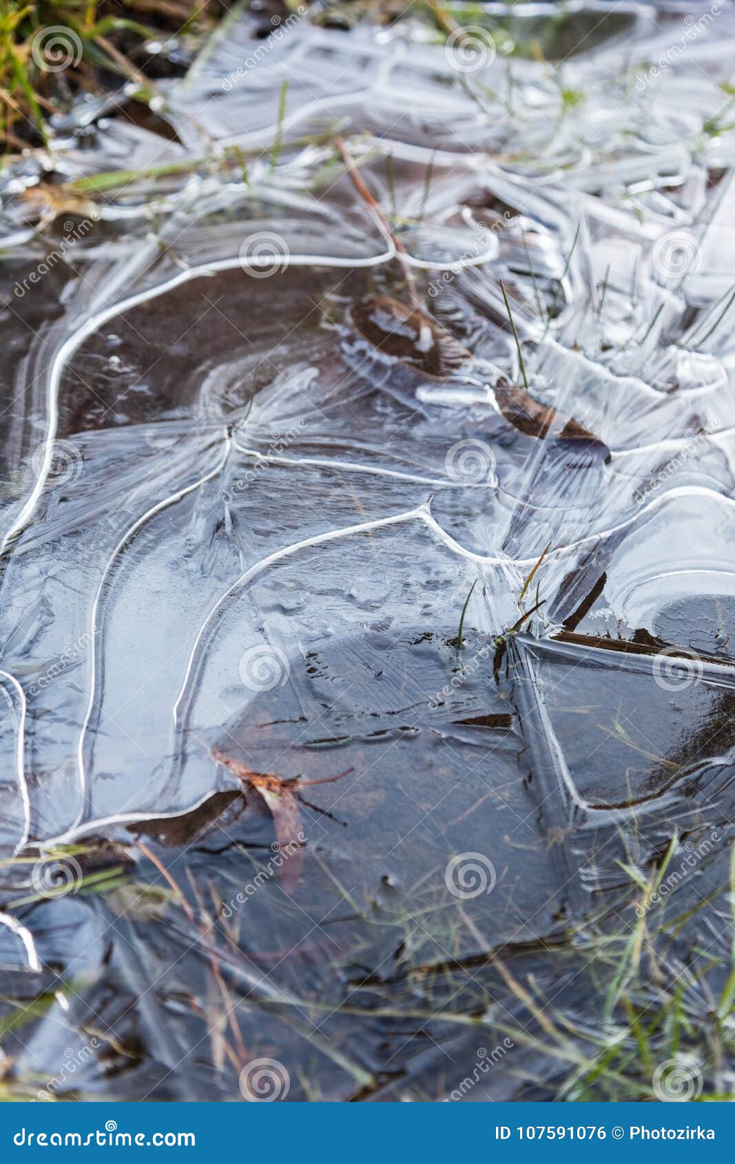 Puddle Covered with Fresh Ice Stock Photo - Image of leafed, frost ...