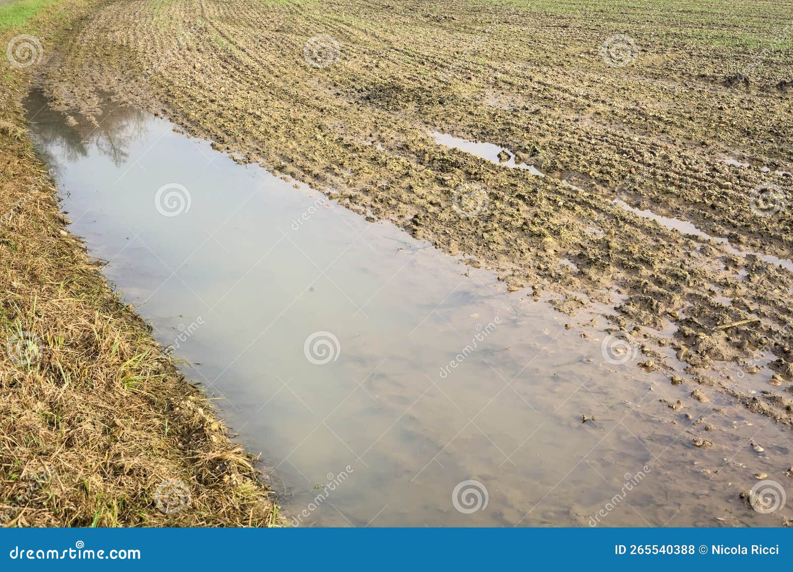 Puddle in a Cultivated Field Seen Up Close Stock Photo - Image of ...