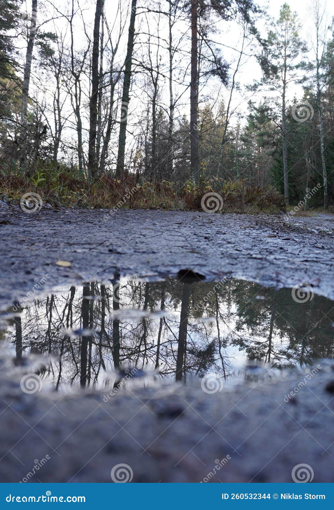 A Puddle on Dirt Road in a Forest Stock Photo - Image of weather ...