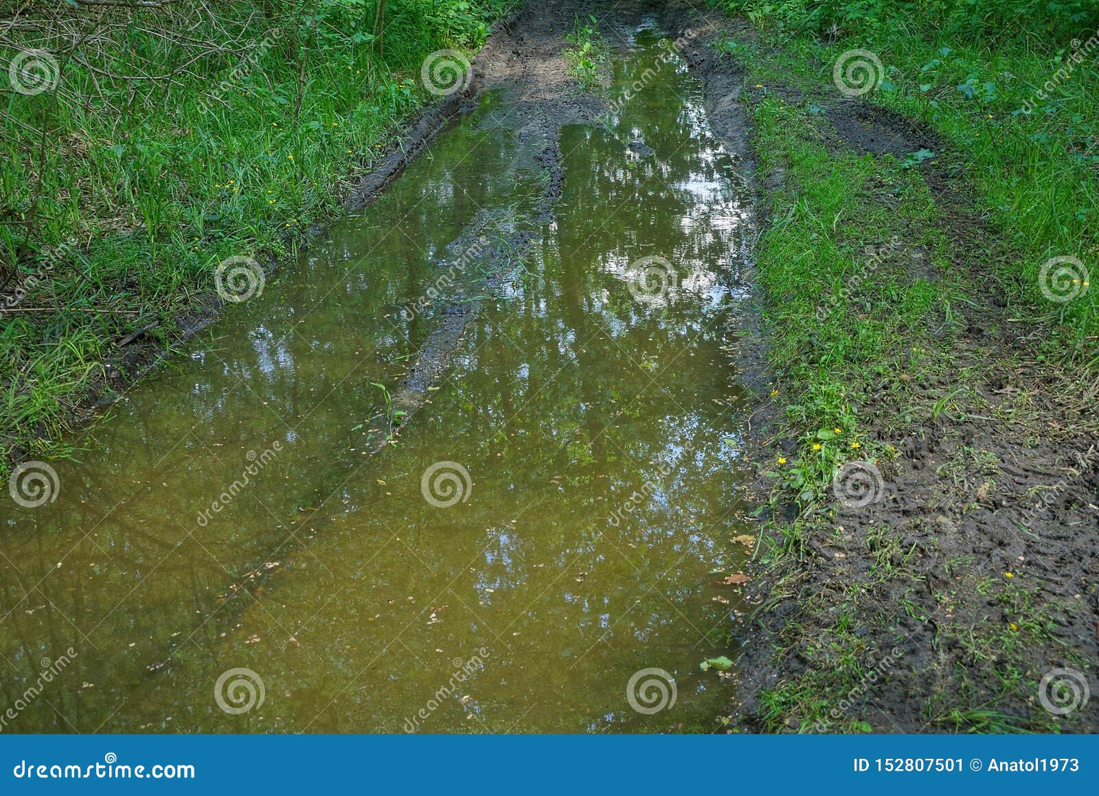 Puddle with Dirty Water on the Road in the Forest Stock Image - Image ...