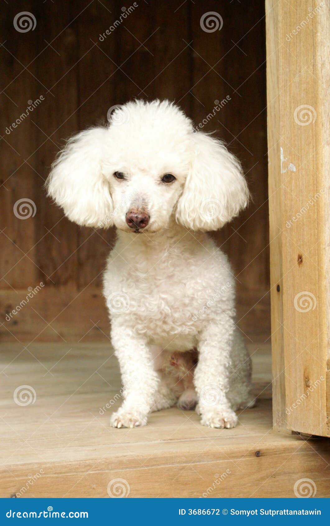 stock photo. Image of smart, wait, look, puddle, animal - 3686672