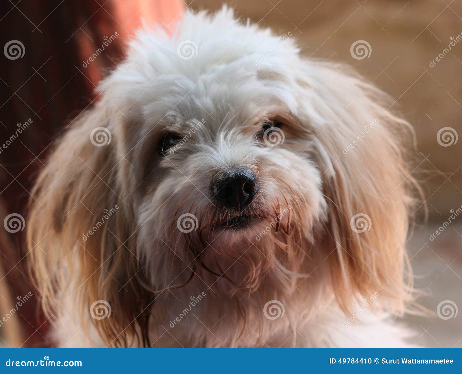 Puddle dog face stock photo. Image of mammal, animal - 49784410