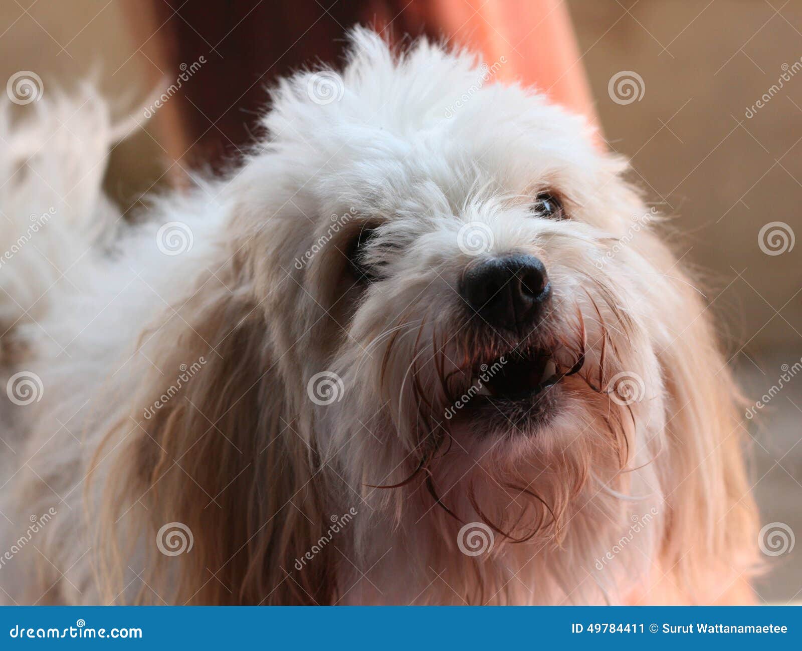 Puddle dog face stock image. Image of animal, canine - 49784411