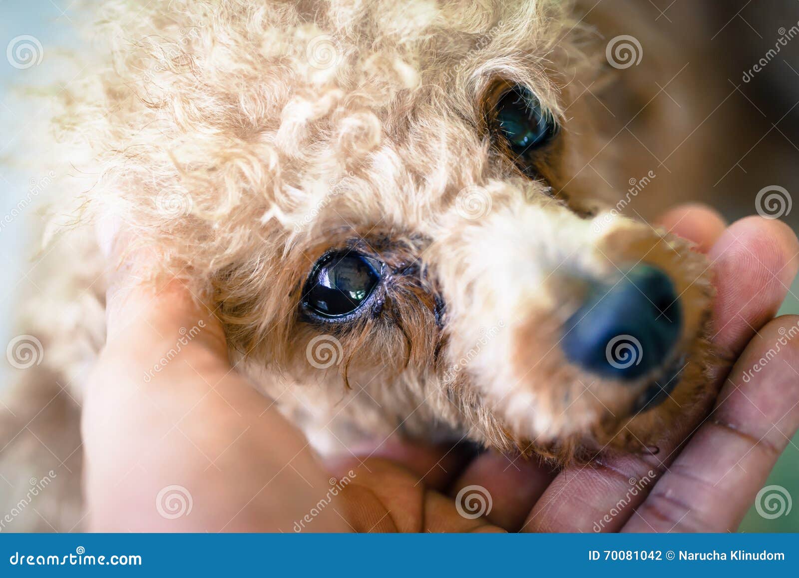 Puddle dog stock photo. Image of drum, bone, hair, flea - 70081042