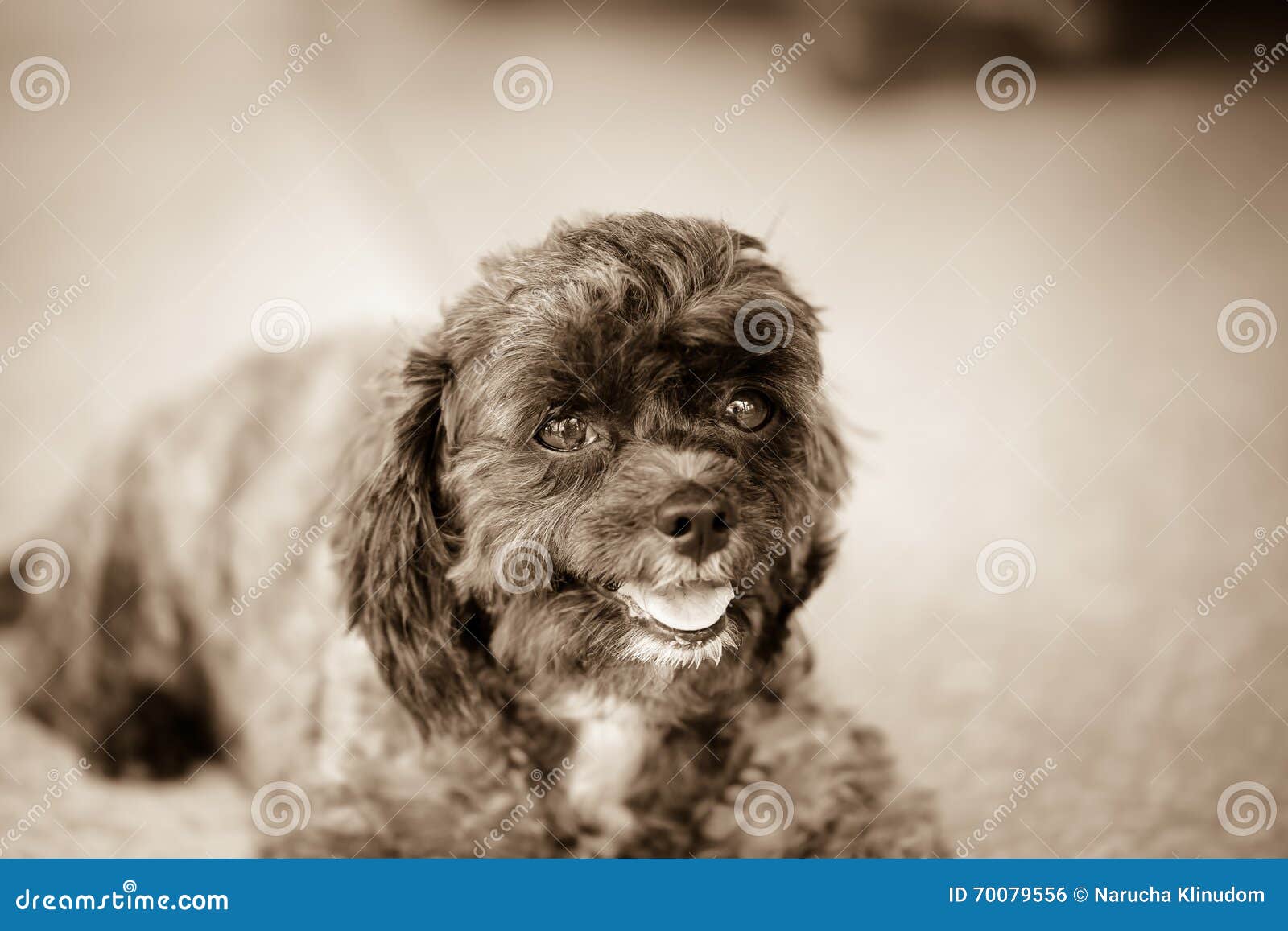 Puddle dog stock photo. Image of hide, bark, contact - 70079556