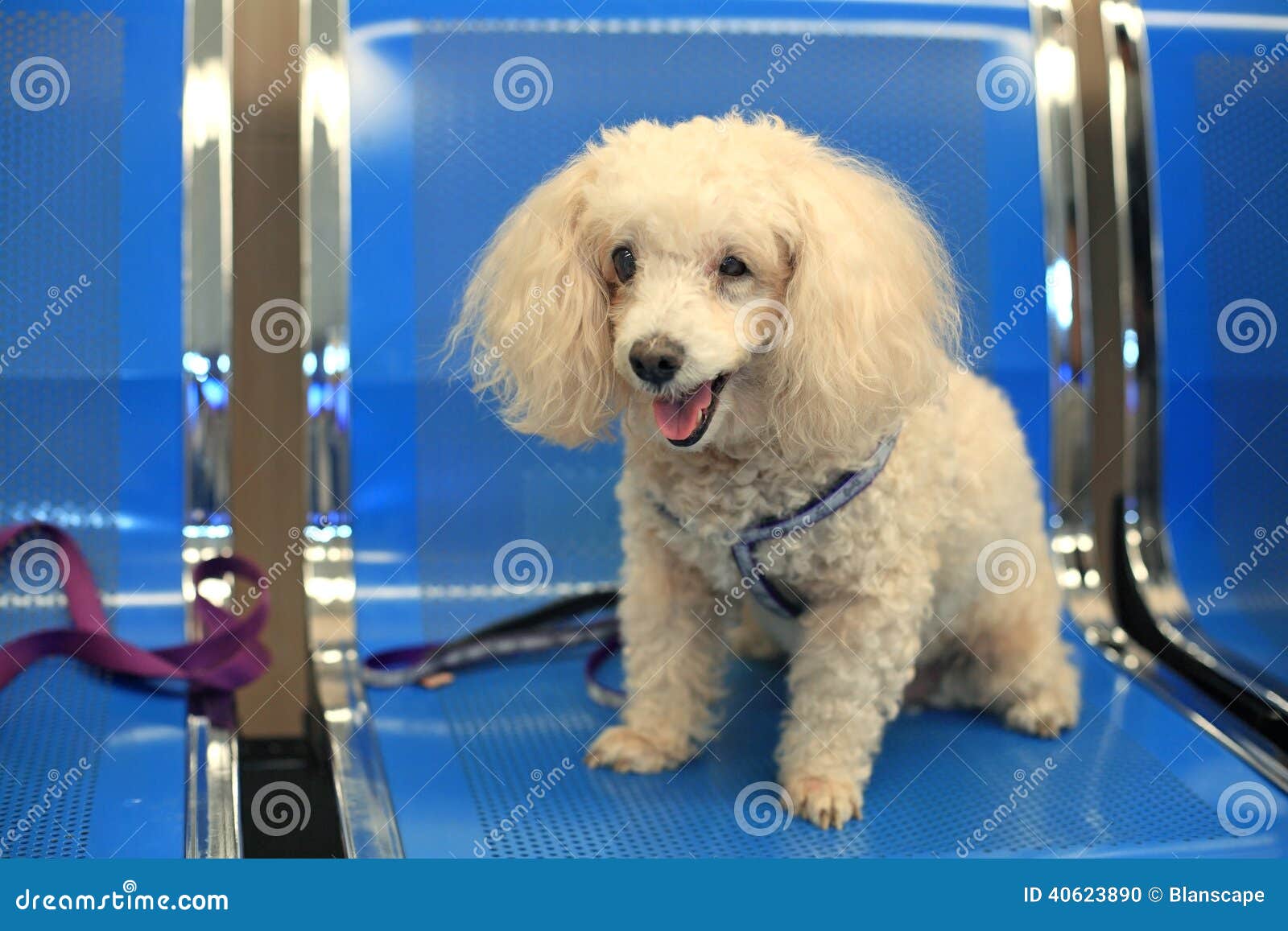 Puddle Dog Sitting on Blue Seat Stock Photo - Image of breed, small ...