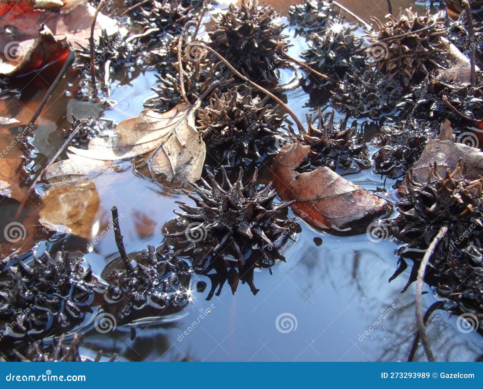 Puddle with Dry Leaves and Fruit Stock Image - Image of fruit, tree ...