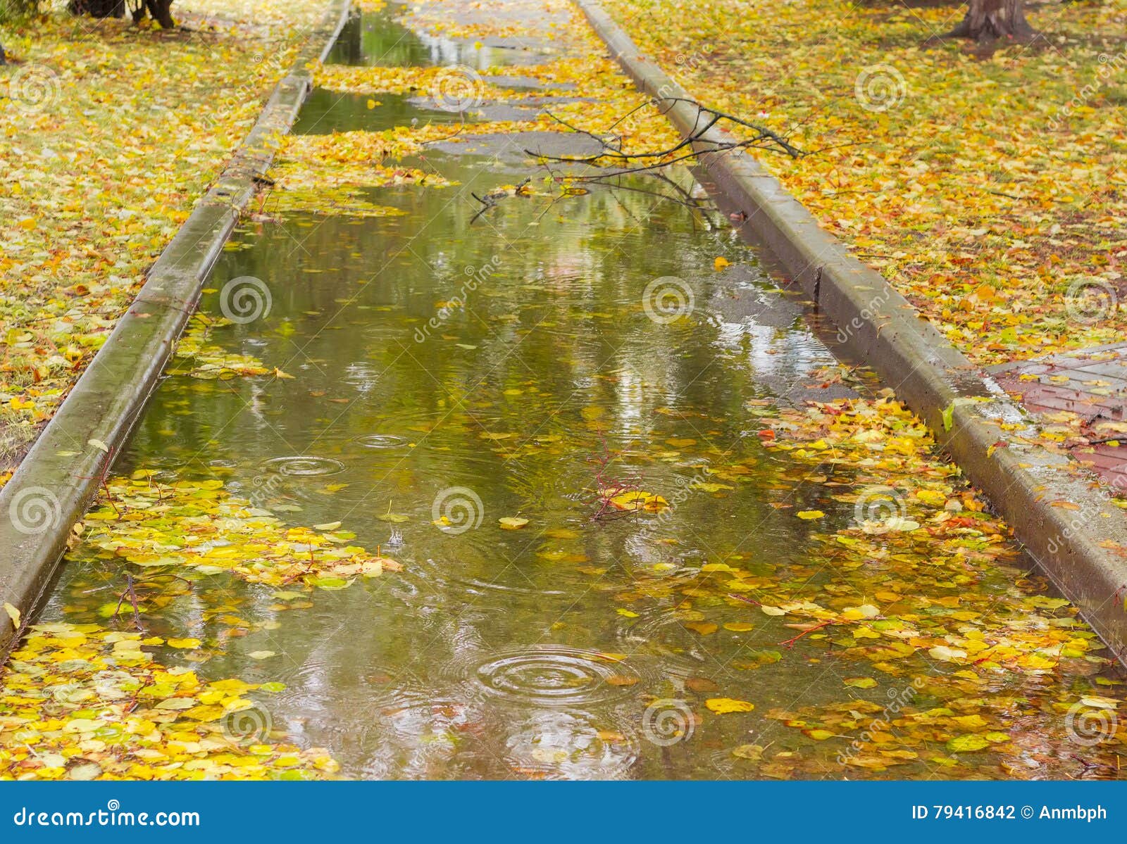 Puddle with Fallen Leaves on the Park Track during Rain Stock Photo ...
