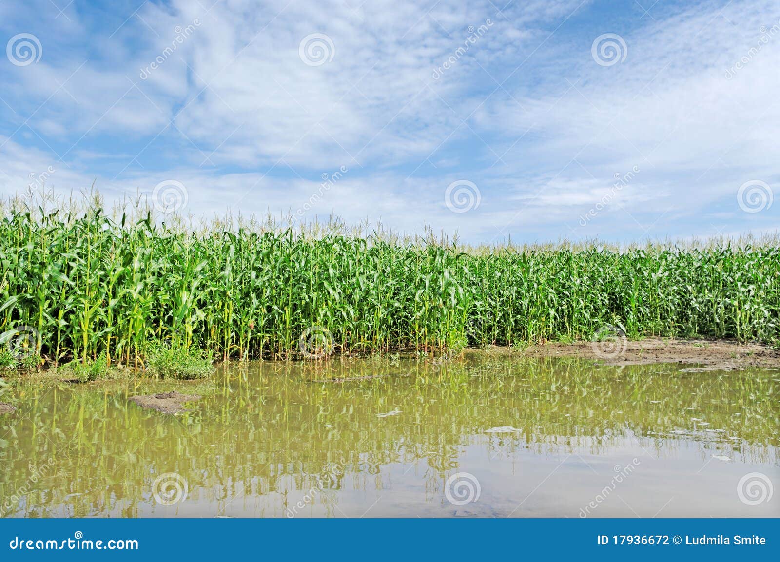 Puddle on the field. stock photo. Image of land, puddle - 17936672