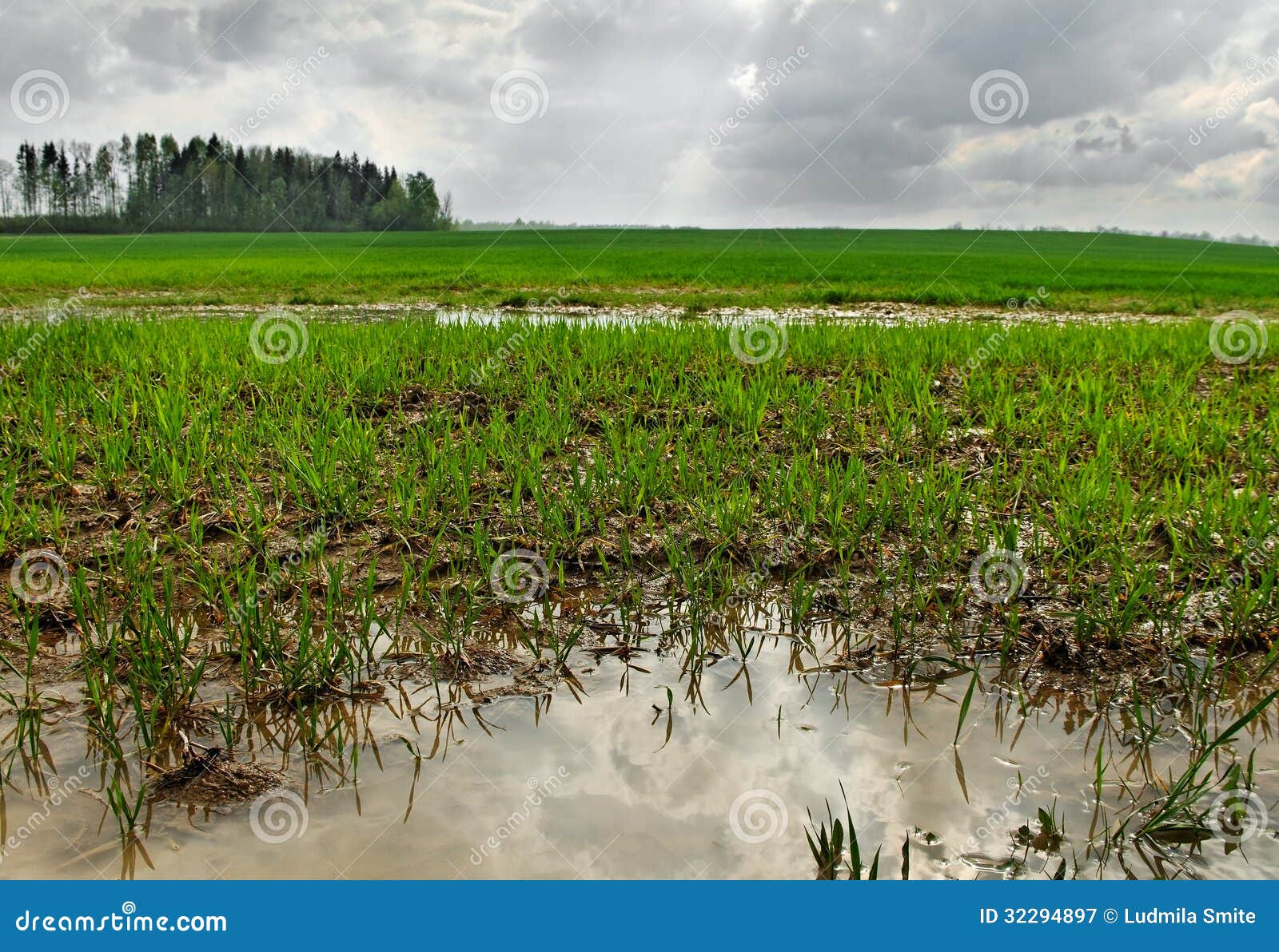 Puddle on the field. stock image. Image of field, earth - 32294897