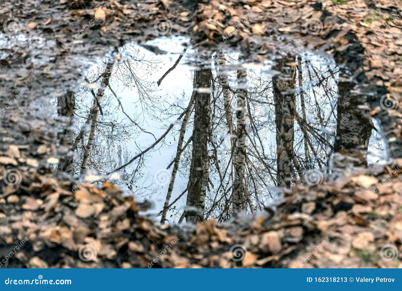 Puddle in the Autumn Forest with Trees Reflecting Stock Image - Image ...