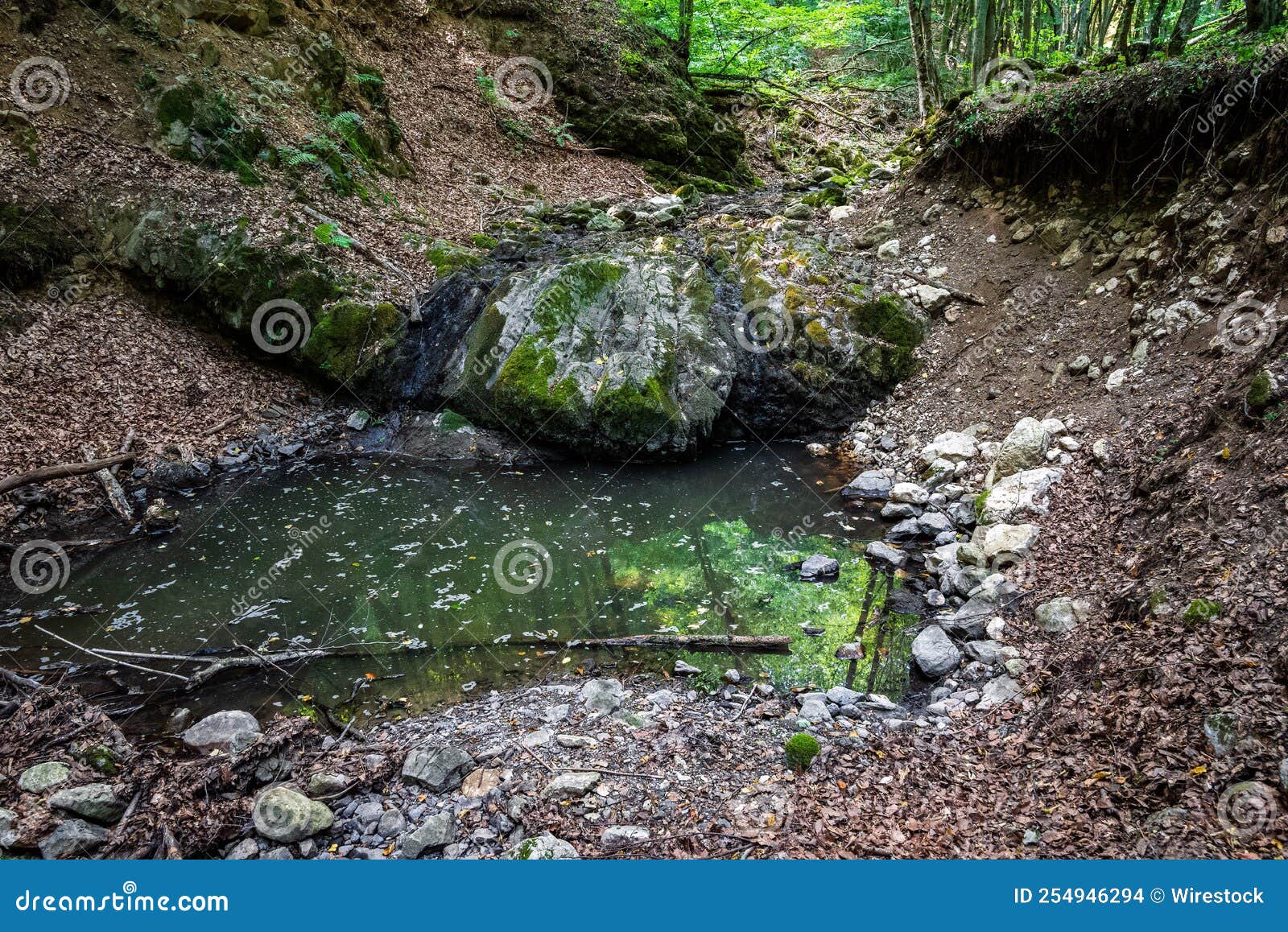 Puddle in a Forest Full of Water Stock Photo - Image of narrow, water ...