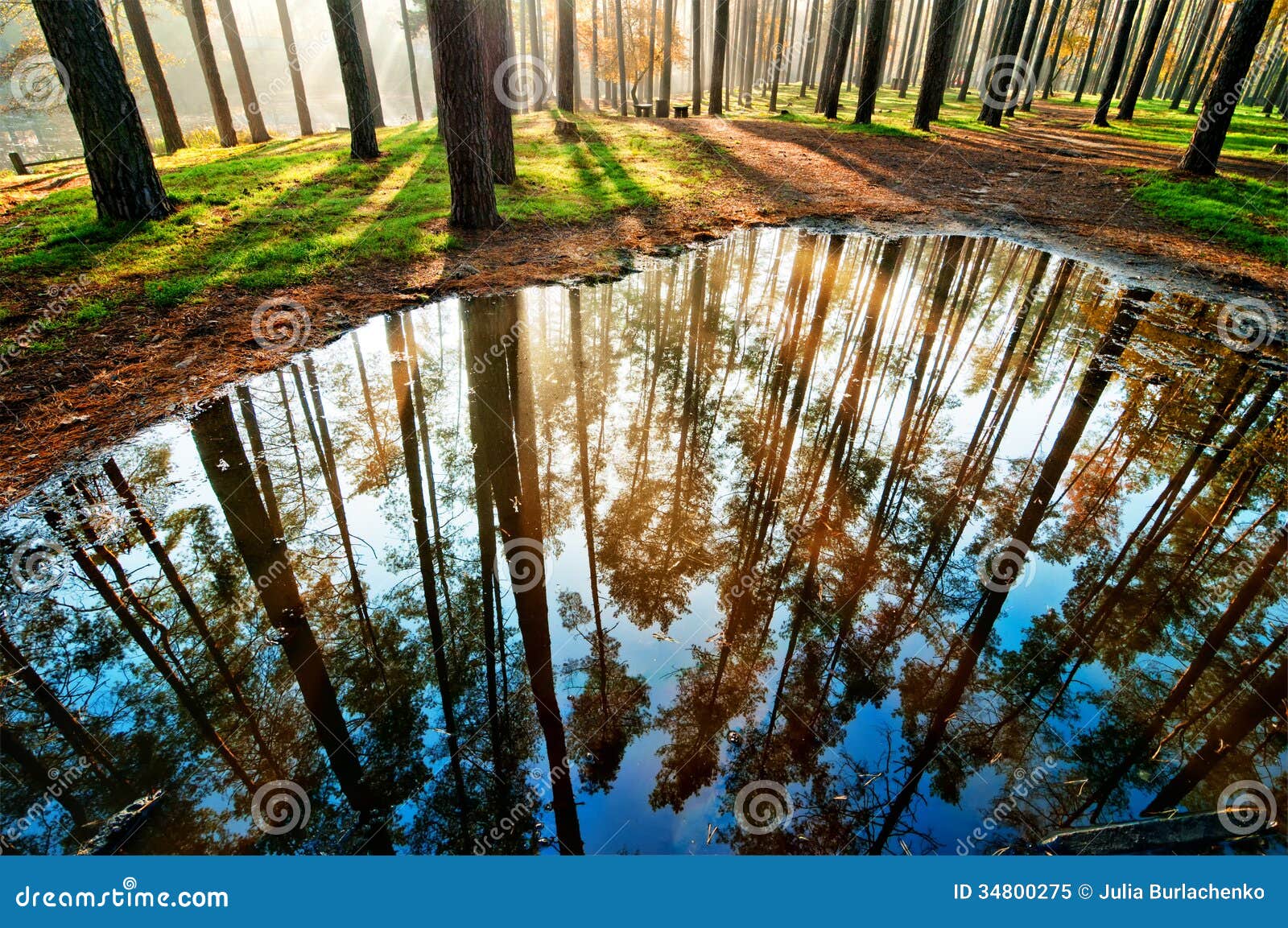 Puddle in the forest stock image. Image of nature, beauty - 34800275