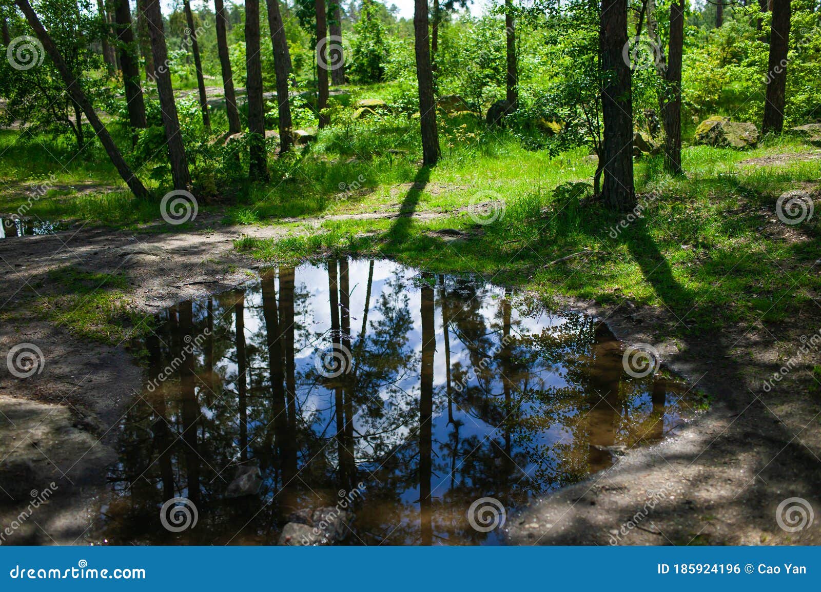 Puddle in the Forest after Rain in Summer. Stock Photo - Image of ...