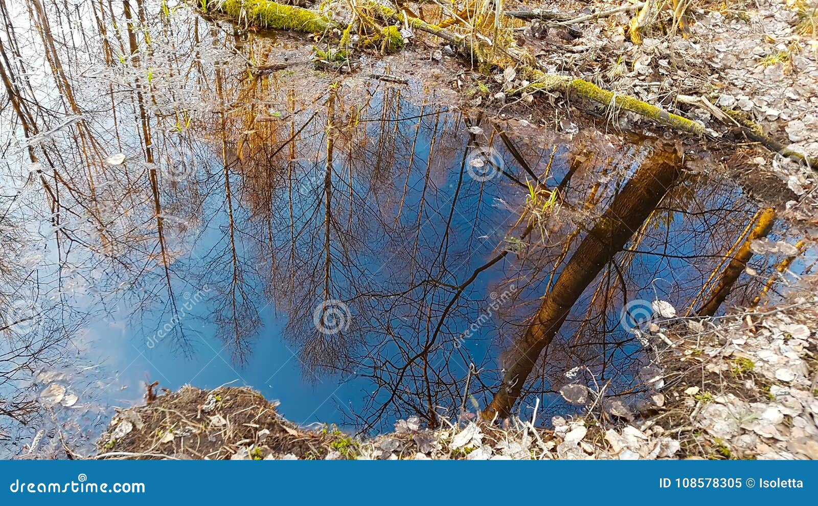 Puddle in the Forest. Reflections in Water Stock Image - Image of ...
