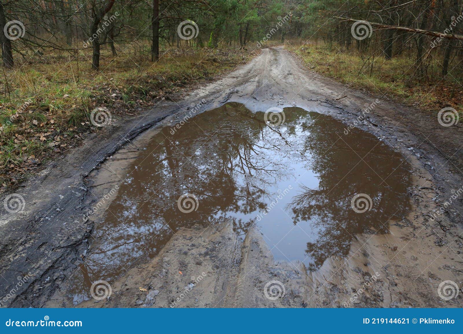 Puddle on road in forest stock image. Image of pathway - 219144621