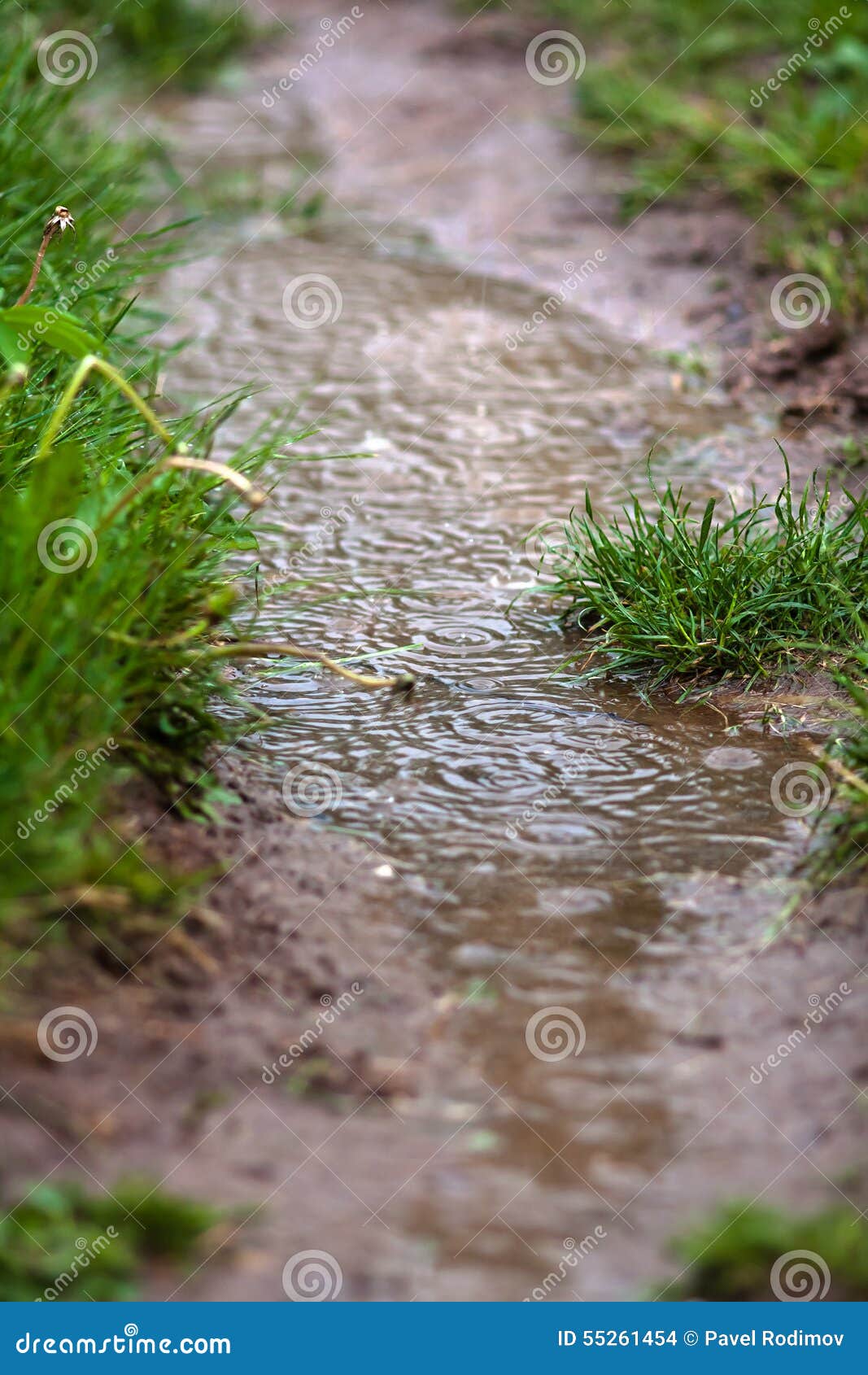 Puddle On A Path In The Field In Which The Sunset Is Reflected. Stock ...