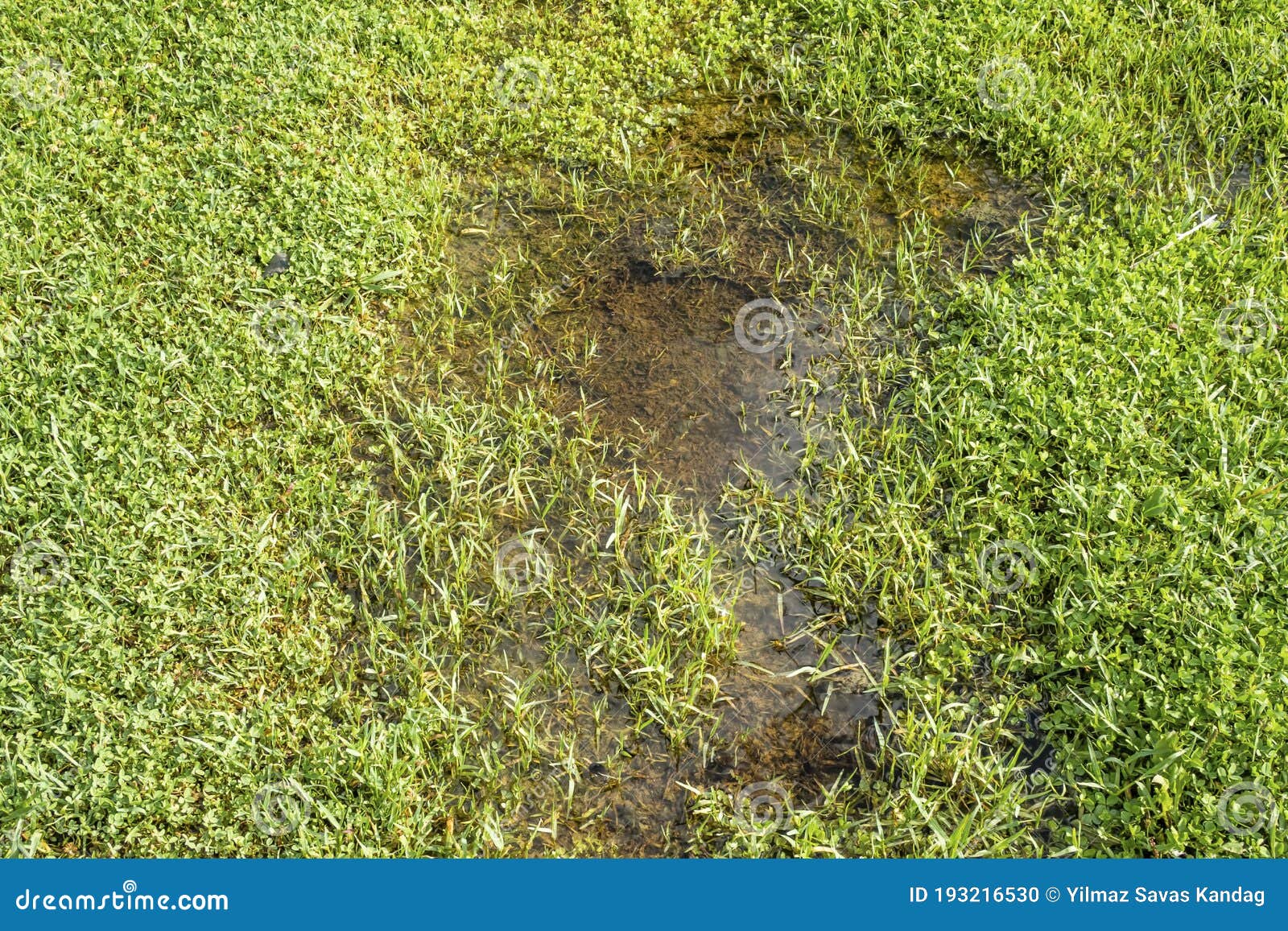 Puddle in the Grass in Nature Stock Photo - Image of outdoor, outdoors ...