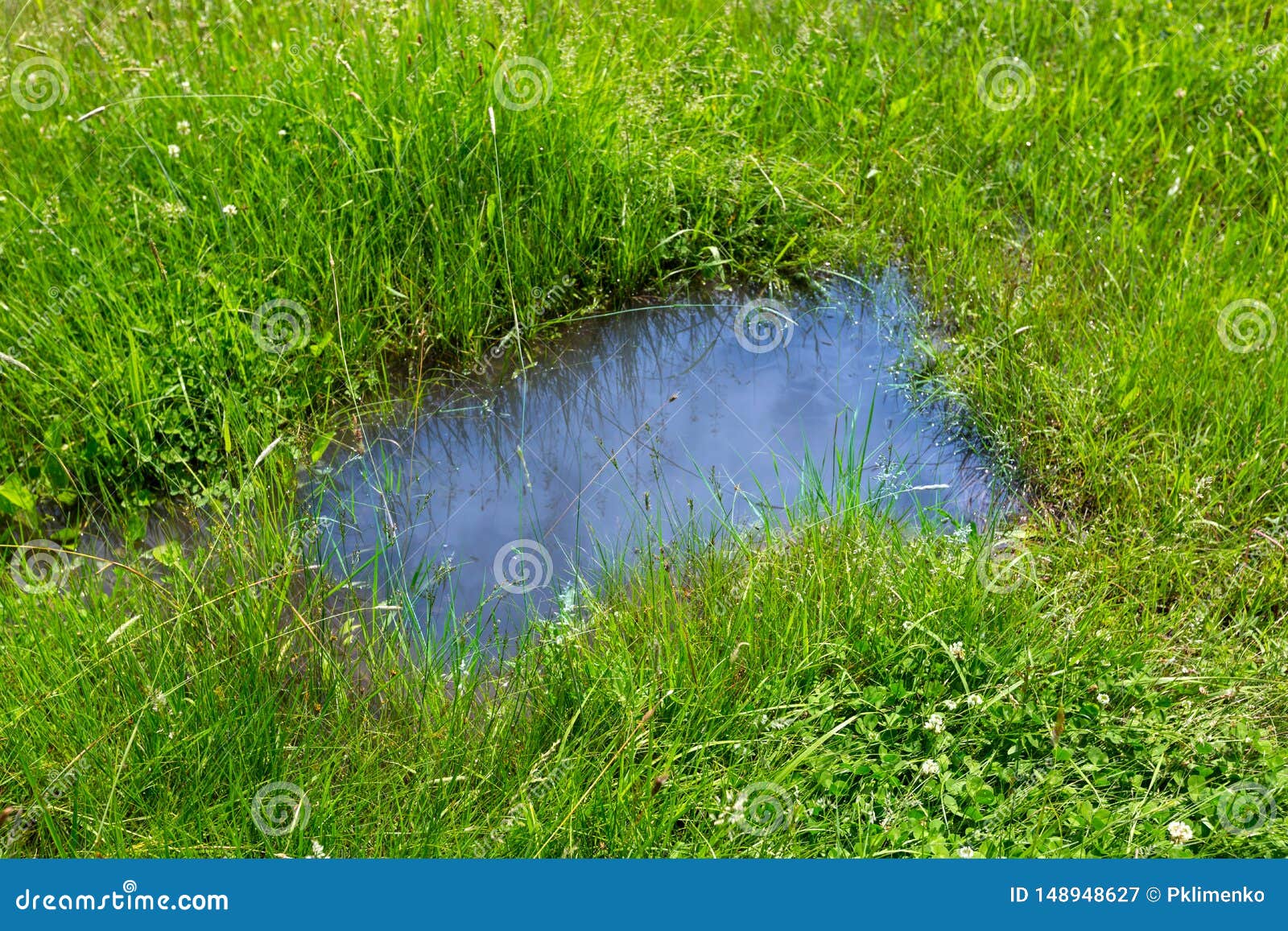 Puddle in grass stock image. Image of plant, puddle - 148948627