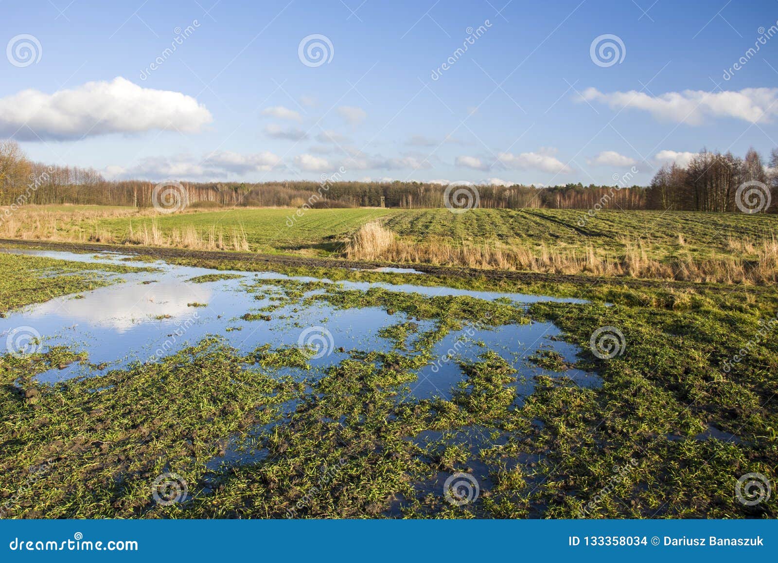 Puddle on the Green Field and Forest Stock Photo - Image of puddle ...