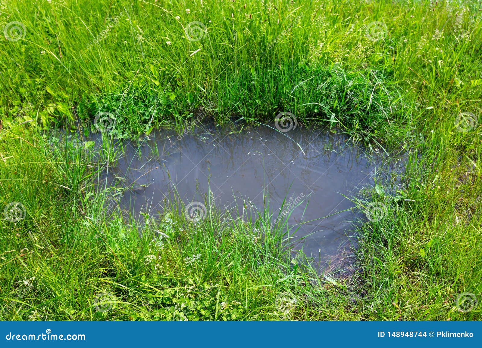 Puddle on green meadow stock photo. Image of field, spring - 148948744