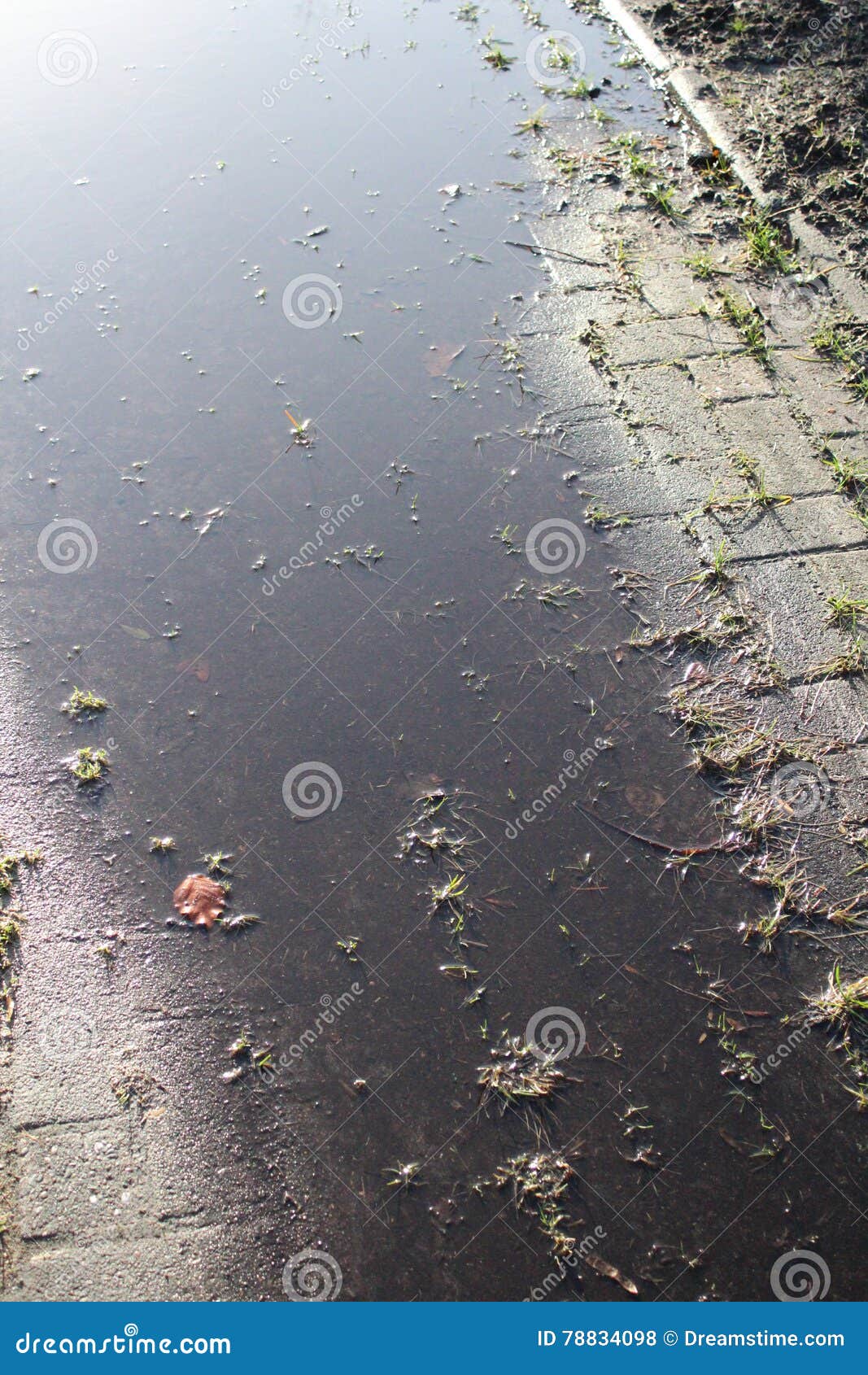 Puddle stock photo. Image of puddle, tree, ground, harvest - 78834098