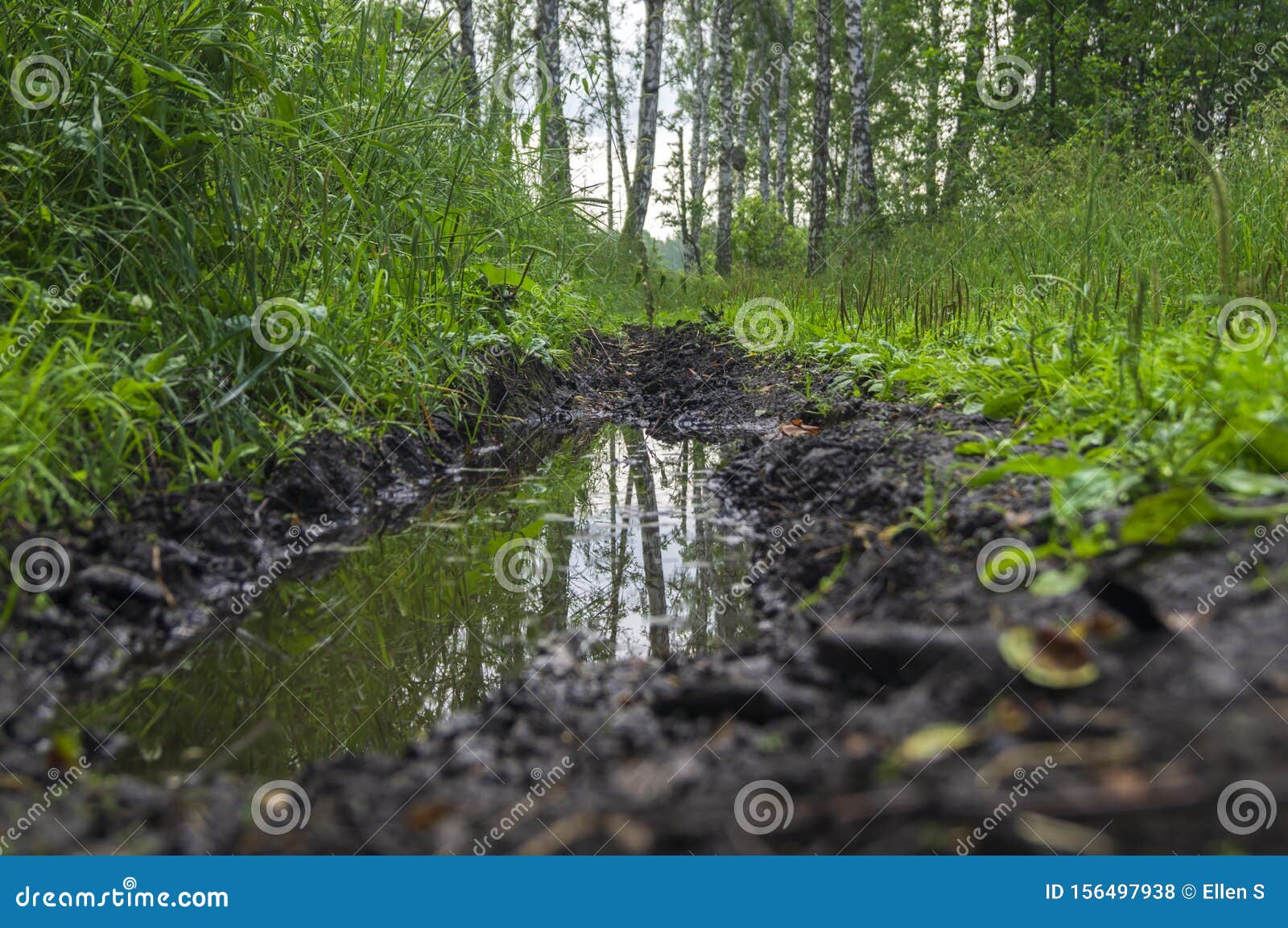 Puddle on the Ground in the Forest Stock Photo - Image of forest, trees ...