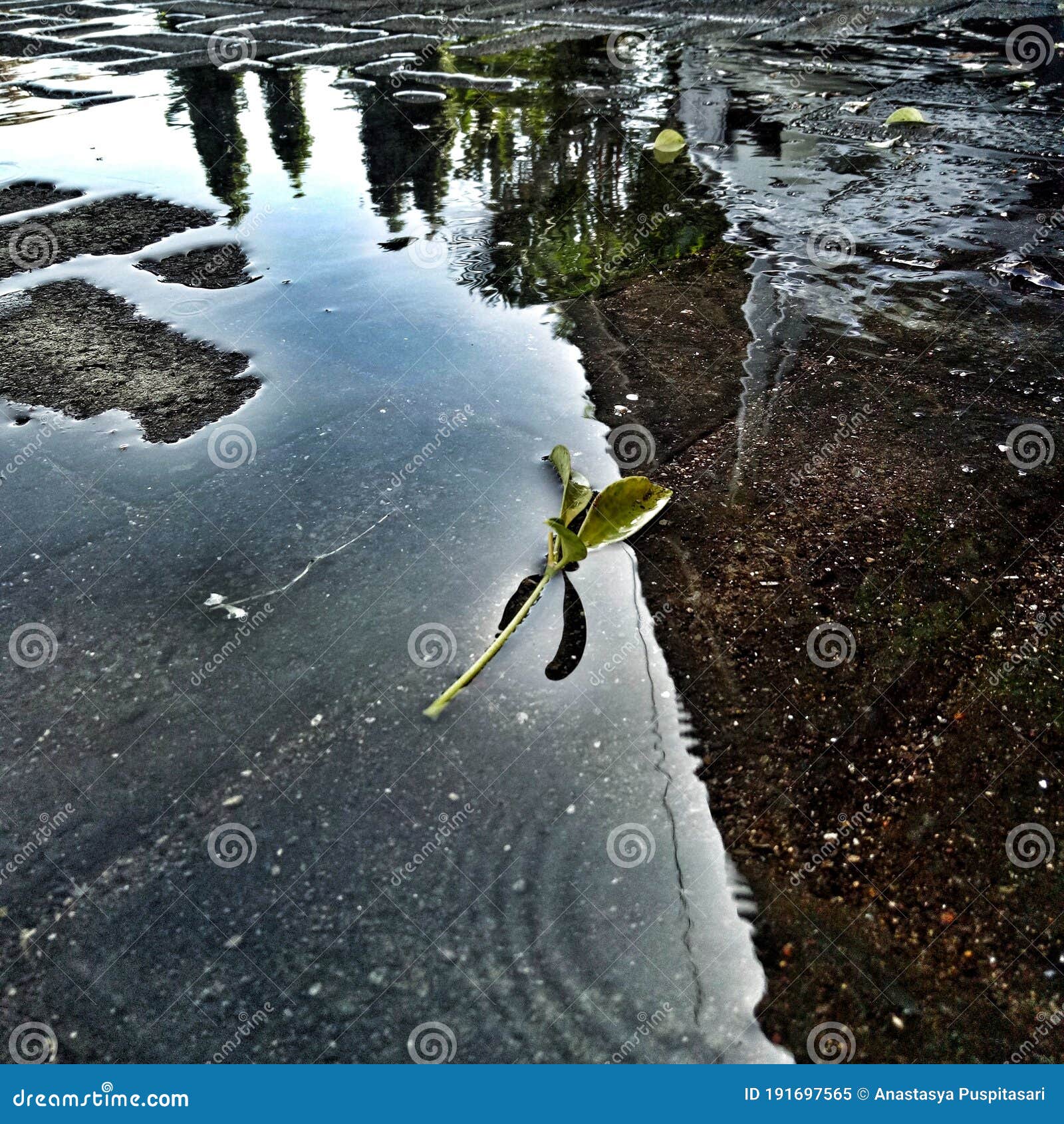 Puddle on the Ground and a Leaf Stock Image - Image of frost ...