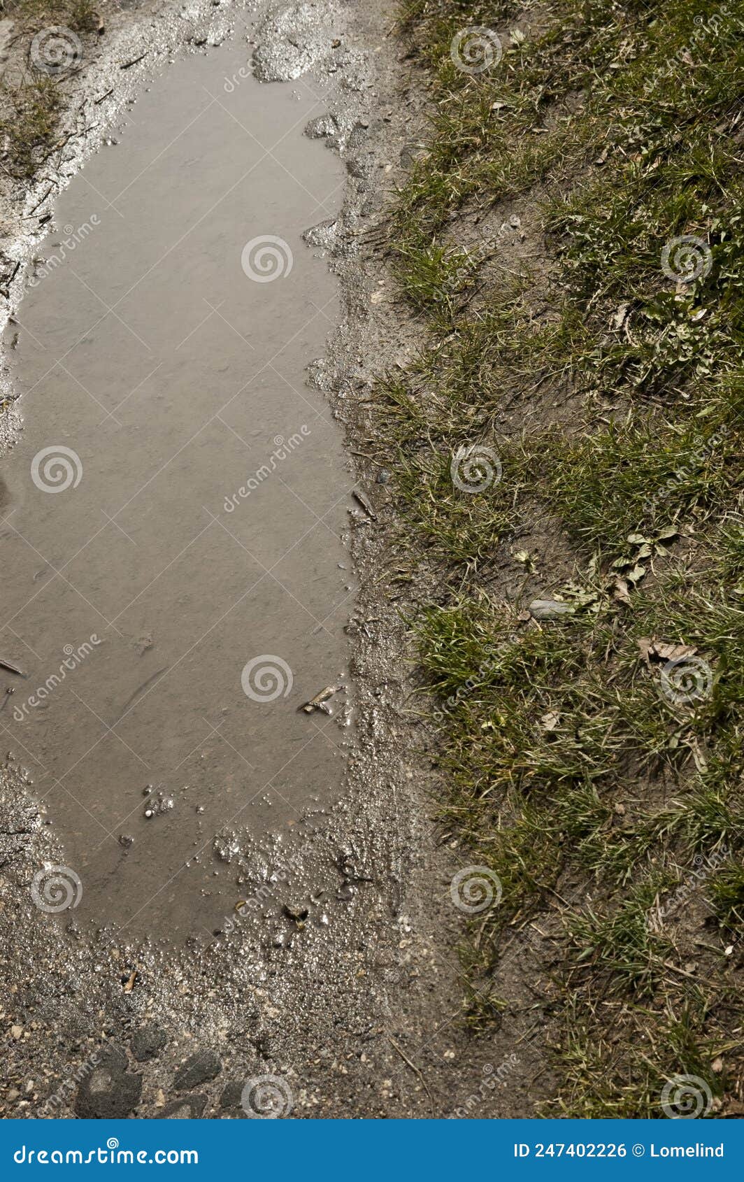 Puddle on the Lawn among the Grass Stock Photo - Image of natural ...