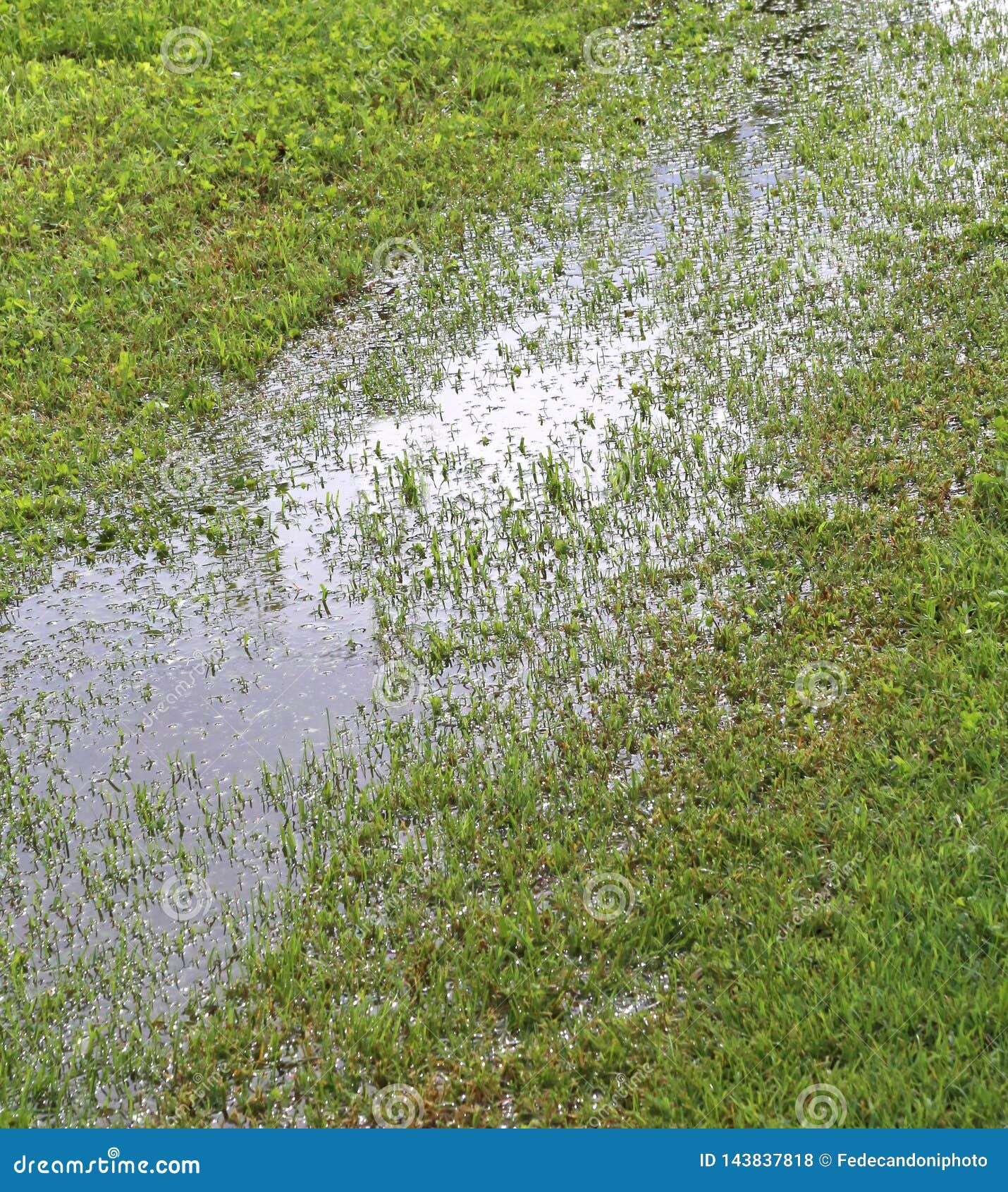 Puddle in the Meadow after the Rain Stock Photo - Image of earthly ...