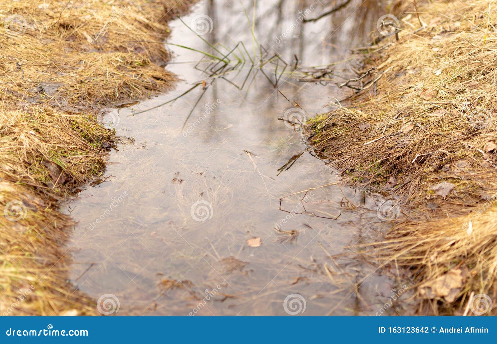 Puddle of Melted Snow in the Spring in the Forest Stock Photo - Image ...