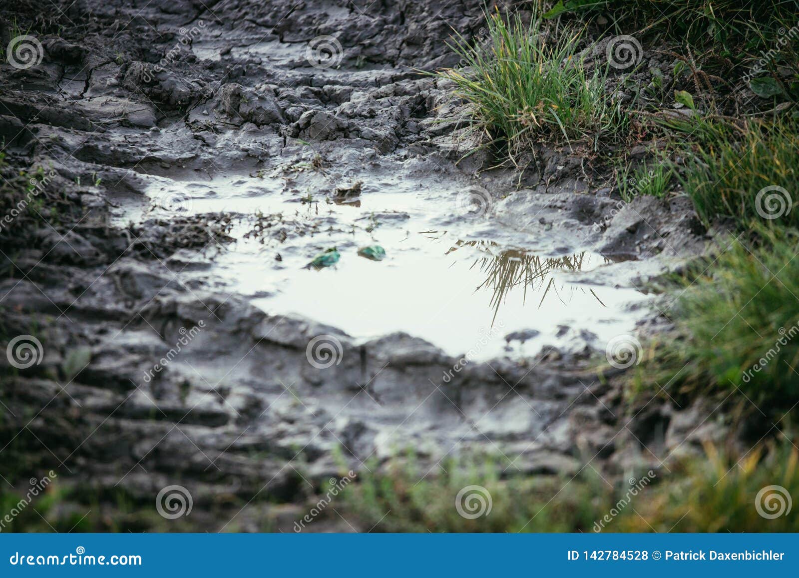 Puddle of Mud on Field, Water Stock Photo - Image of water, soil: 142784528